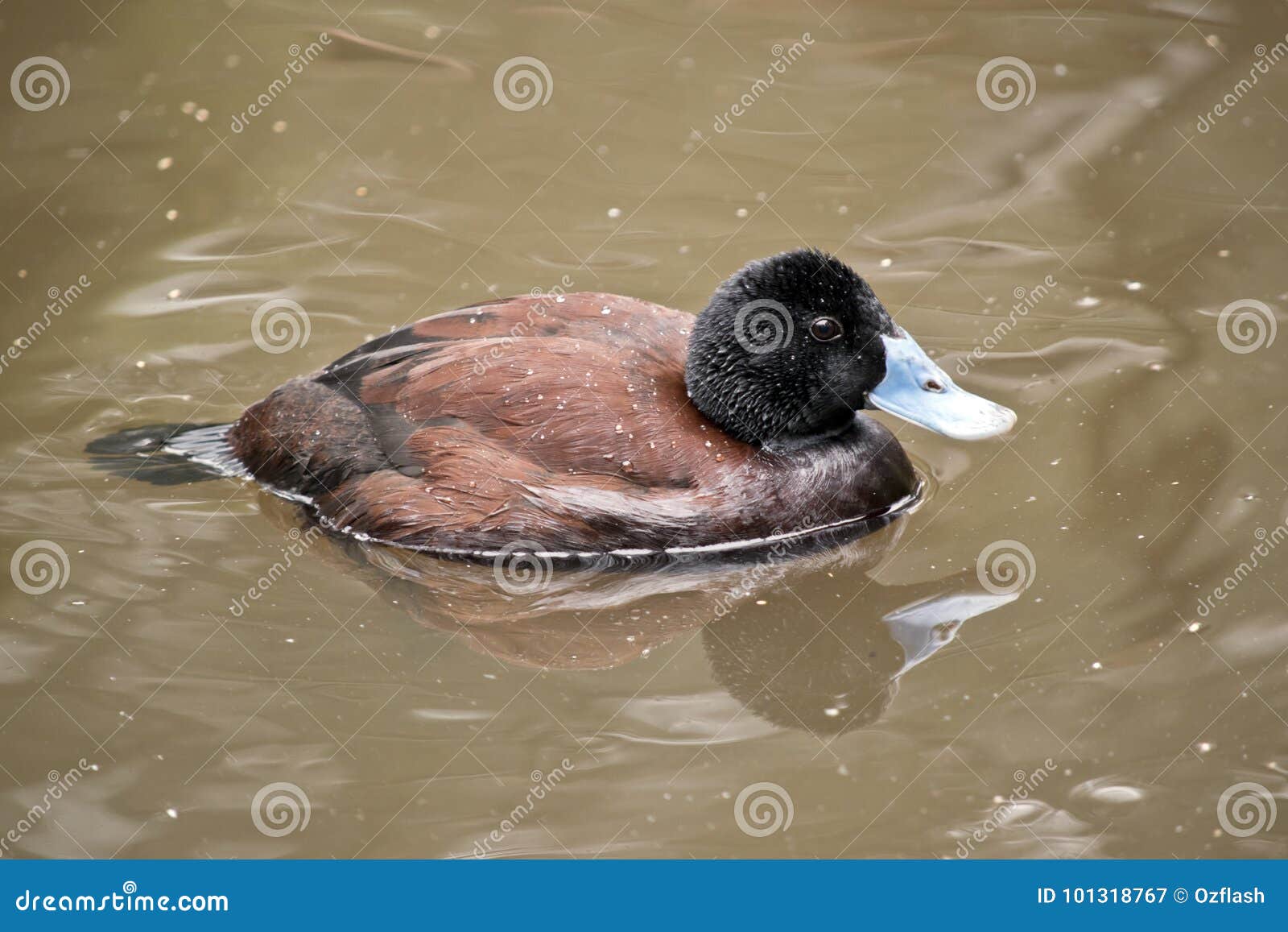 Blue billed duck stock image. Image of bill, brown, bird - 101318767