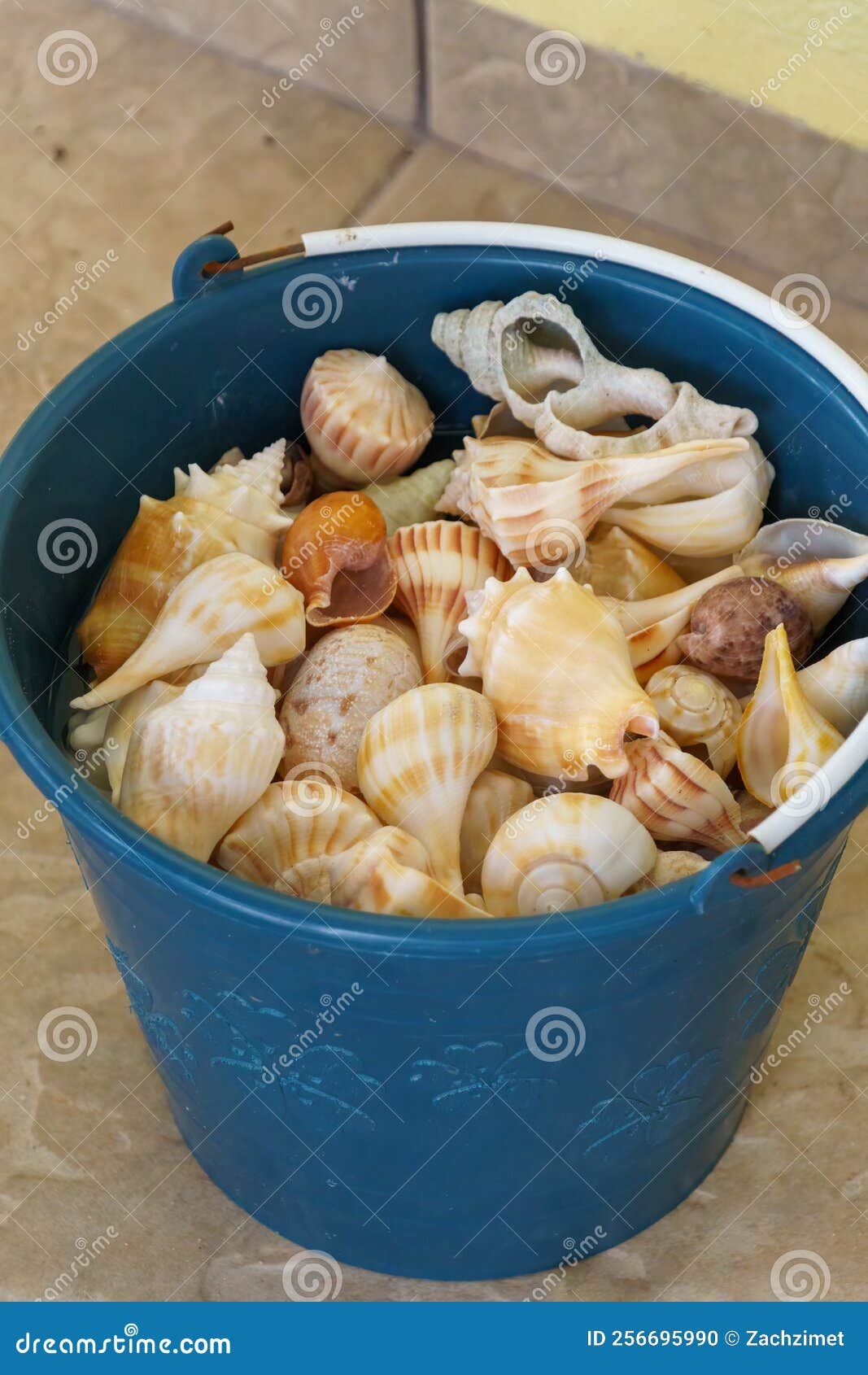 Side View of a Blue Bucket Filled with Seashells in Celestun, Mexico ...