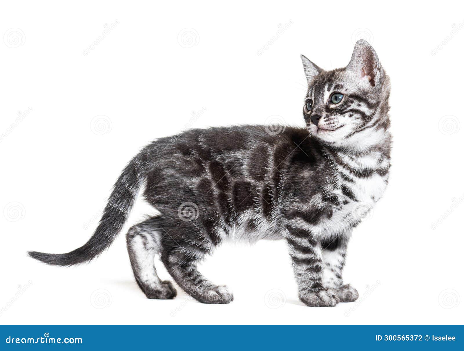 Side View of a Blue Eyed Bengal Cat Kitten, Isolated on White Stock ...