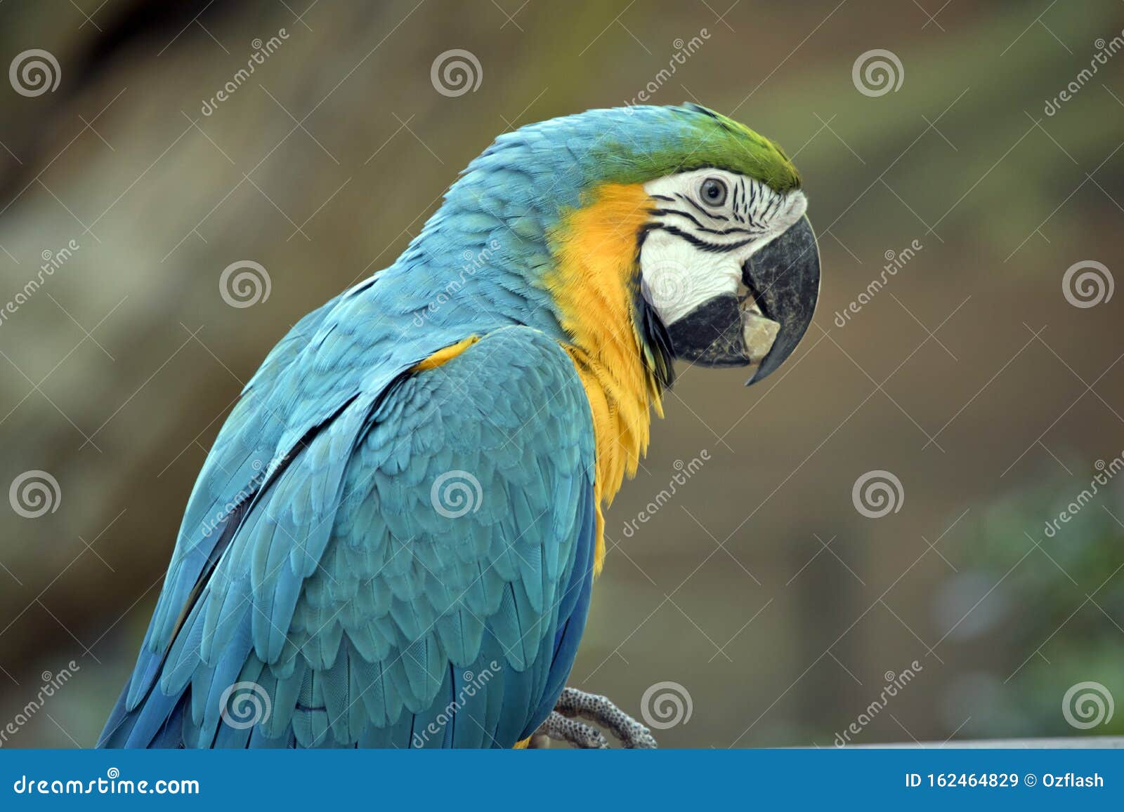 This is a Side View of a Blue and Gold Macaw Stock Image - Image of ...