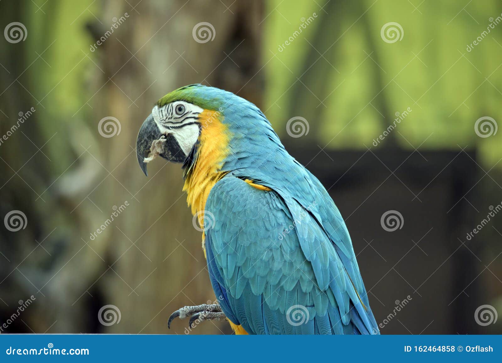 This is a Side View of a Blue and Gold Macaw Eating Stock Photo - Image ...