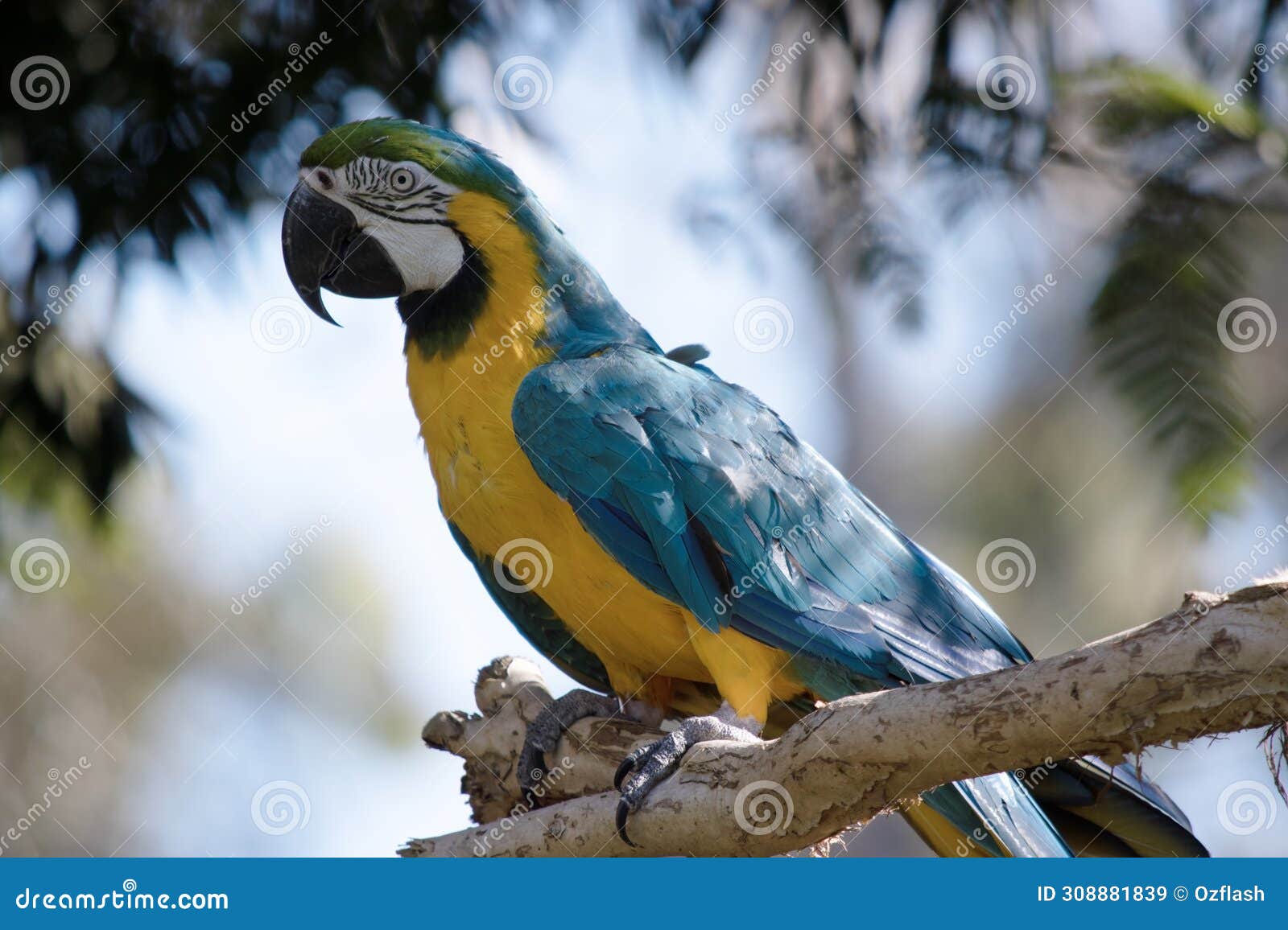 This is a Side View of a Blue and Gold Macaw Stock Image - Image of ...