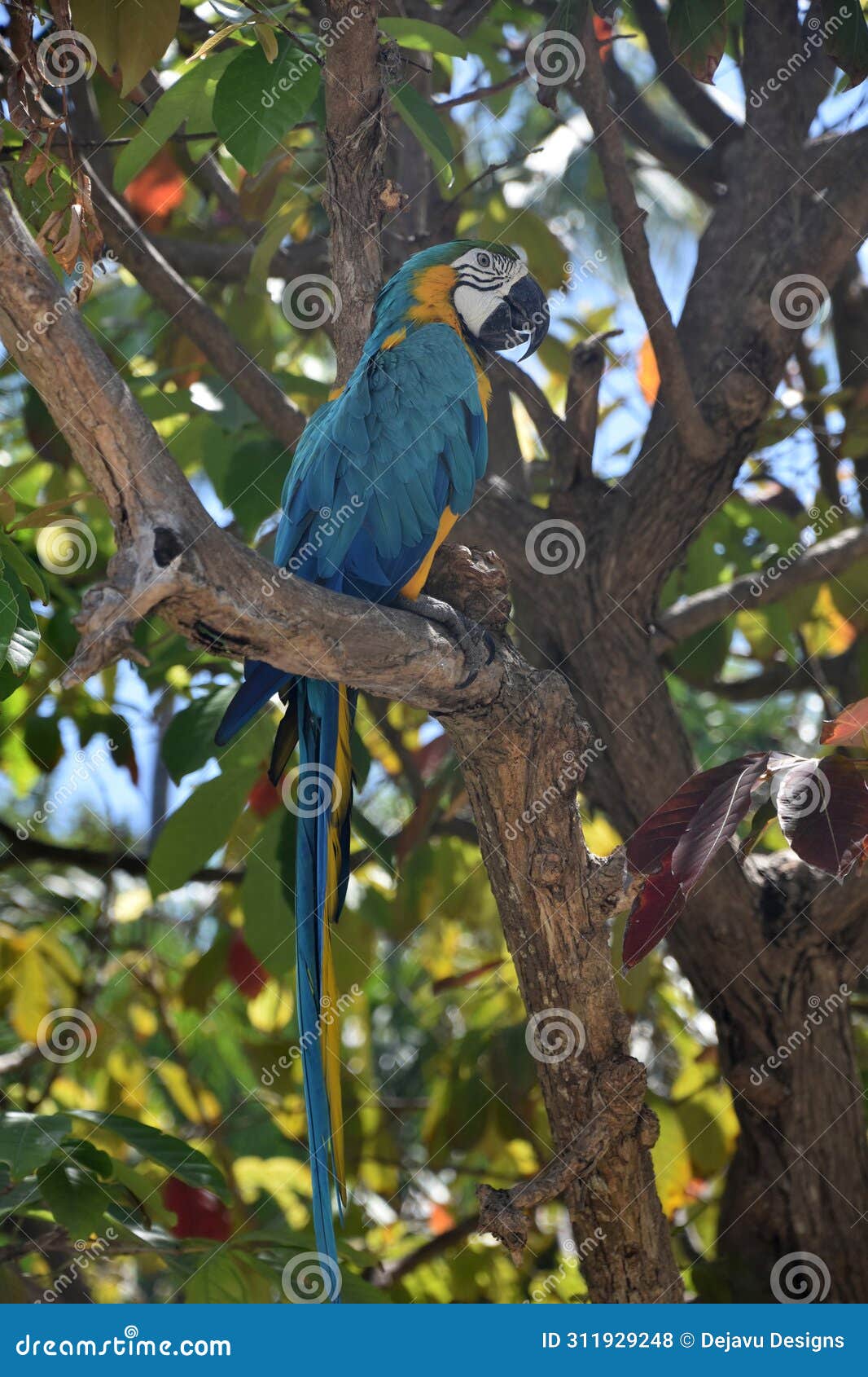 Side View of a Blue and Gold Macaw in a Tree Stock Photo - Image of ...