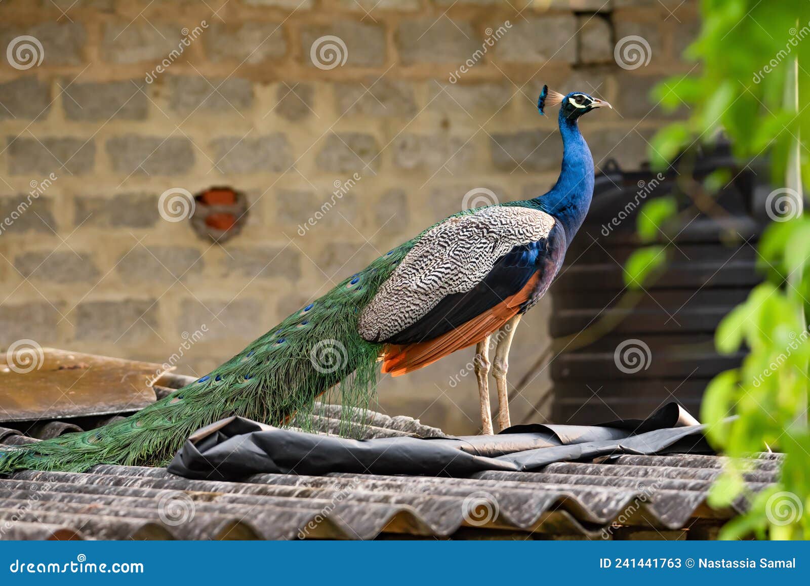 A Side View of a Blue Peacock Standing on a Roof of a House among Trees ...