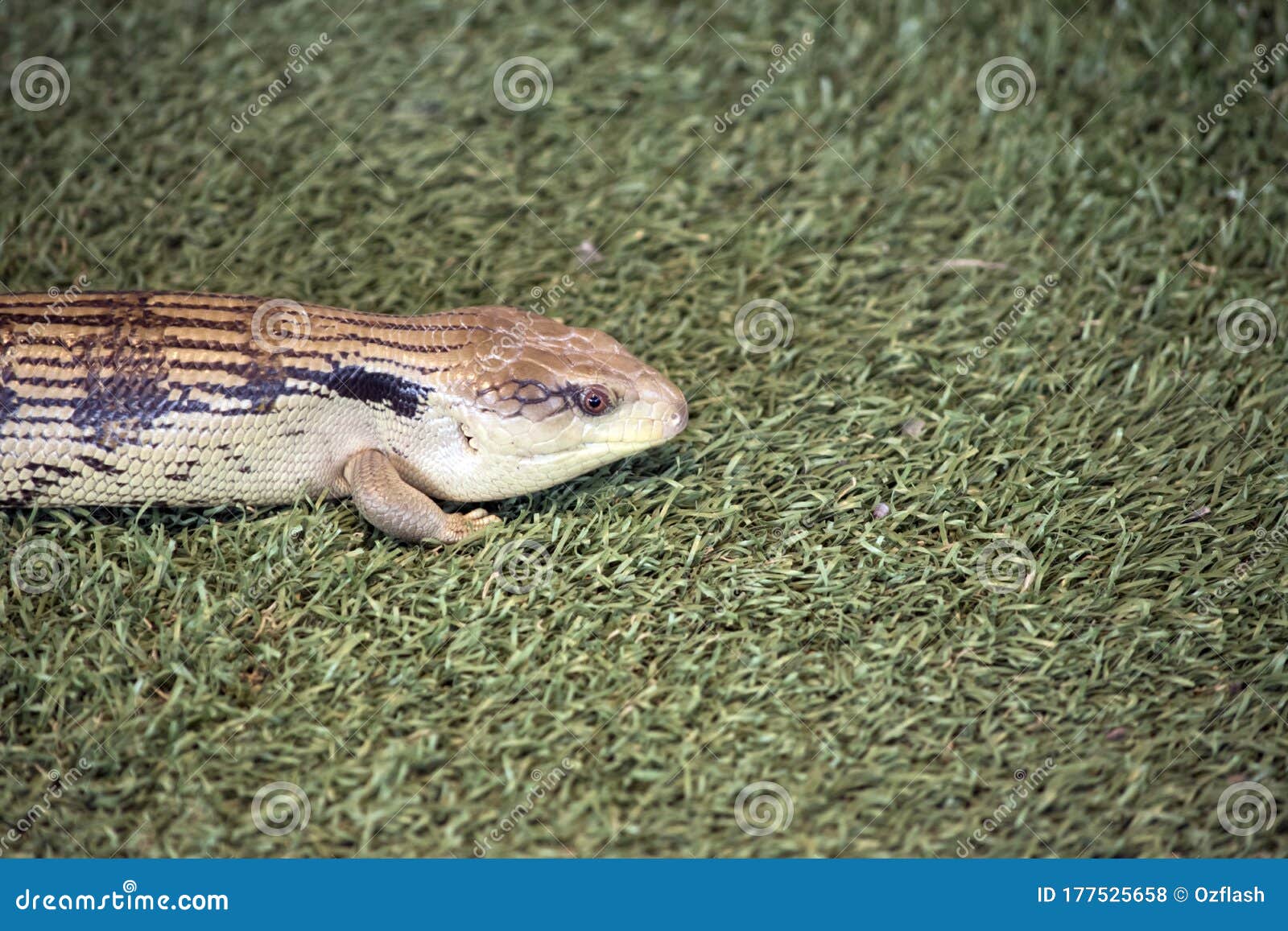 This is a Side View of a Blue Tongue Lizard Stock Photo - Image of ...