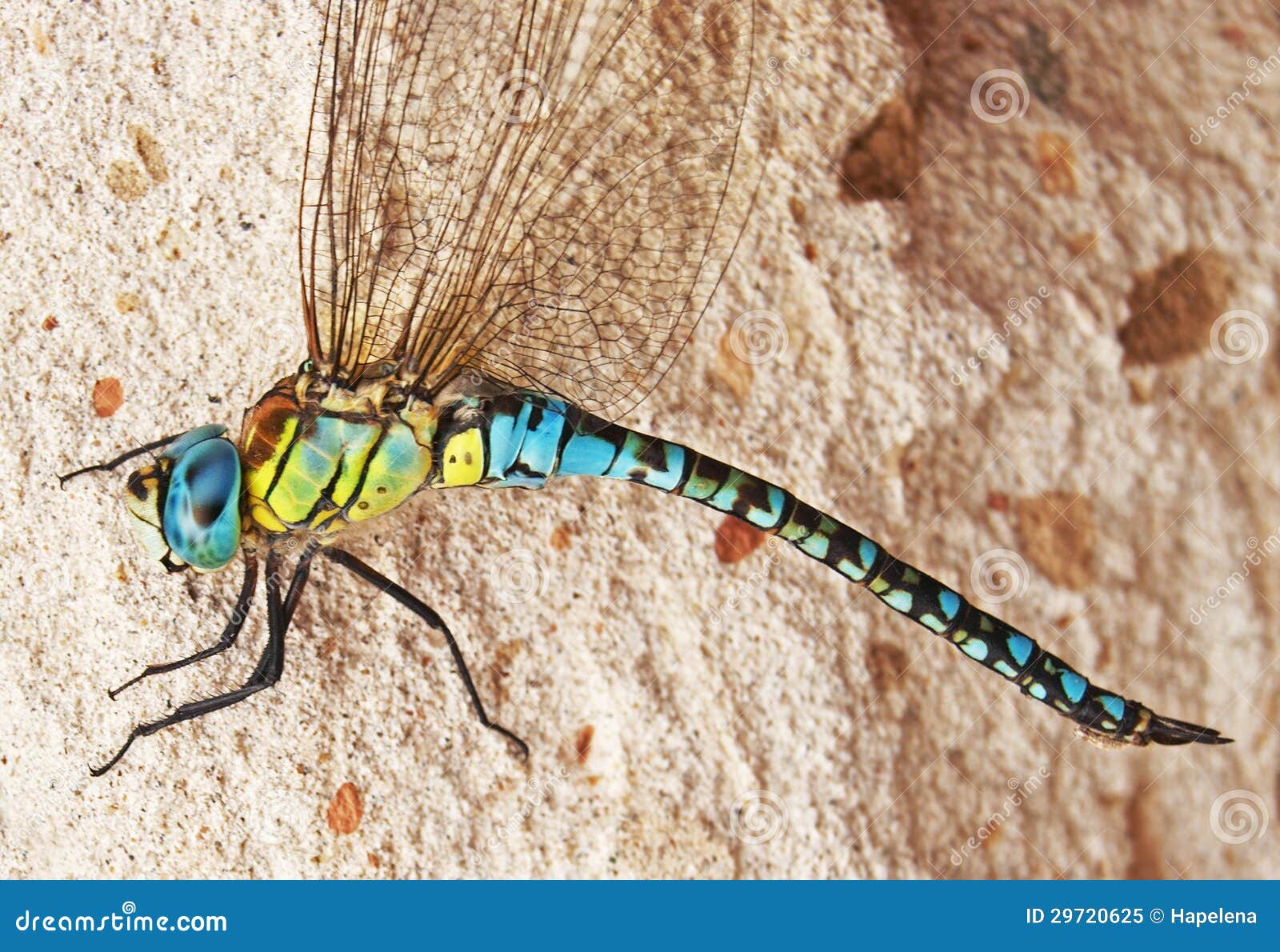 Dragonfly stock image. Image of nature, yellow, flying - 29720625
