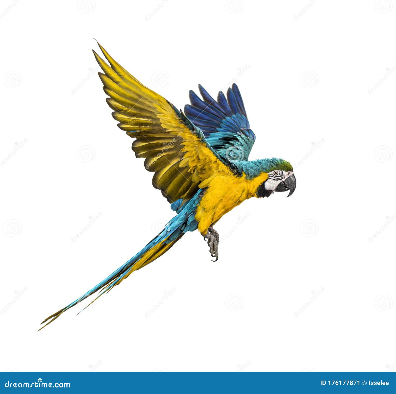 Bird Wings Side View