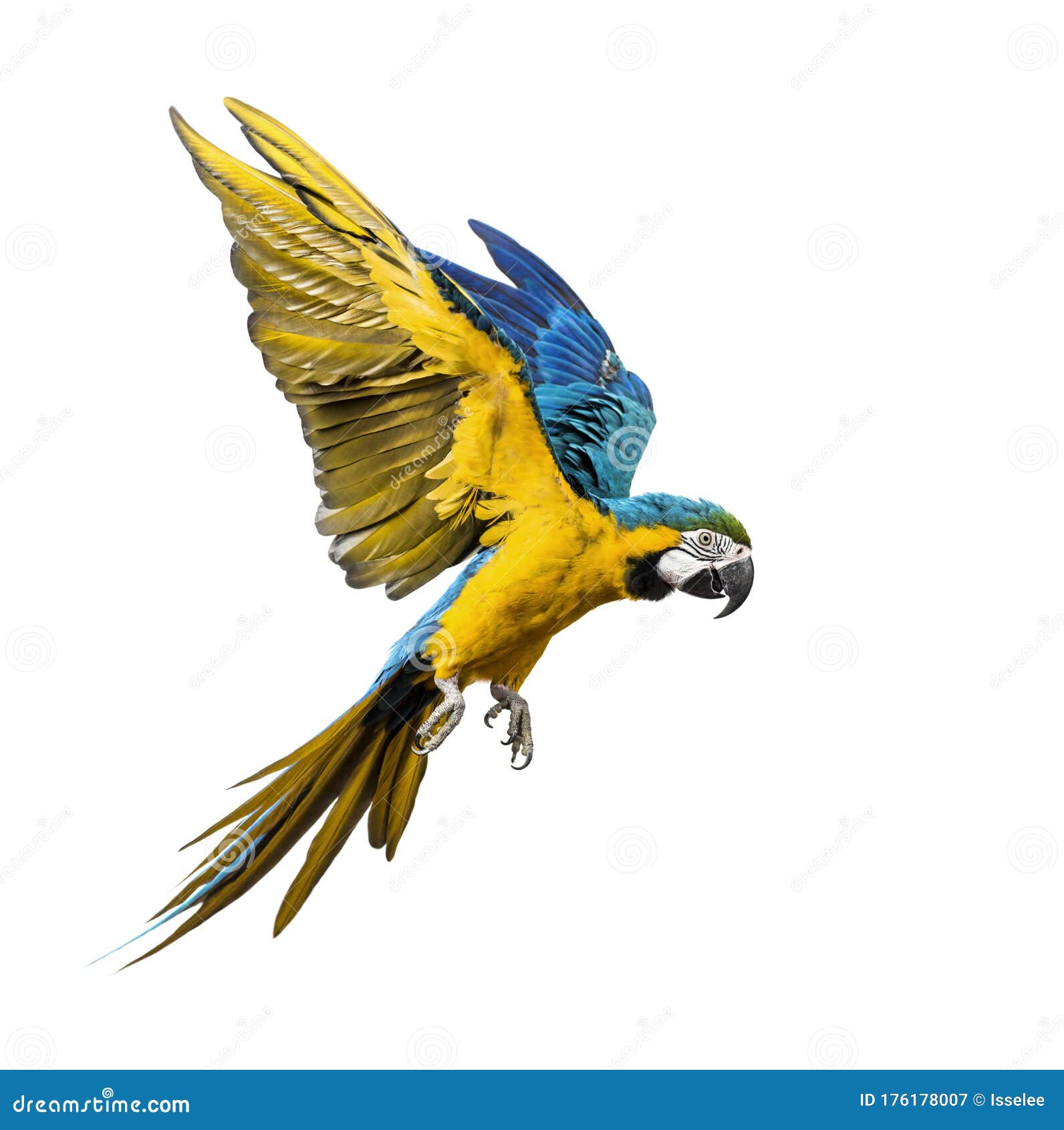 Side View of a Blue-and-yellow Macaw, Ara Ararauna, Flying Stock Image ...