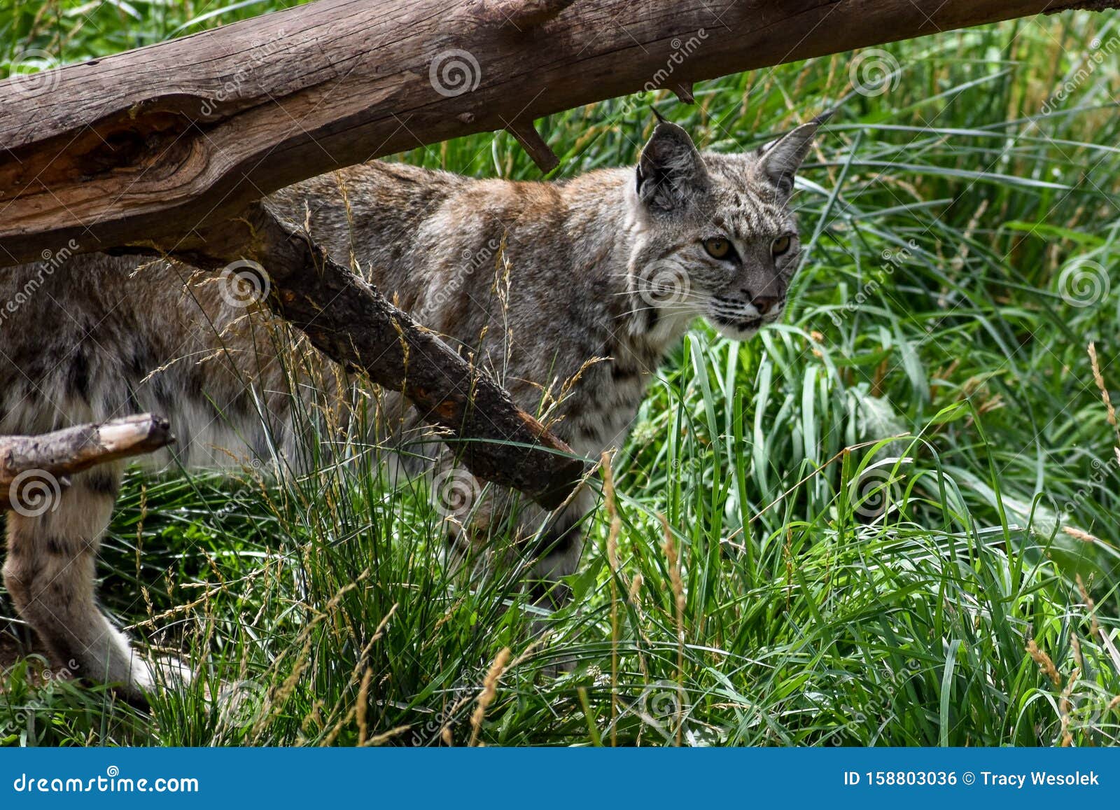 Bobcat Standing Under a Tree Branch Stock Photo - Image of branch ...