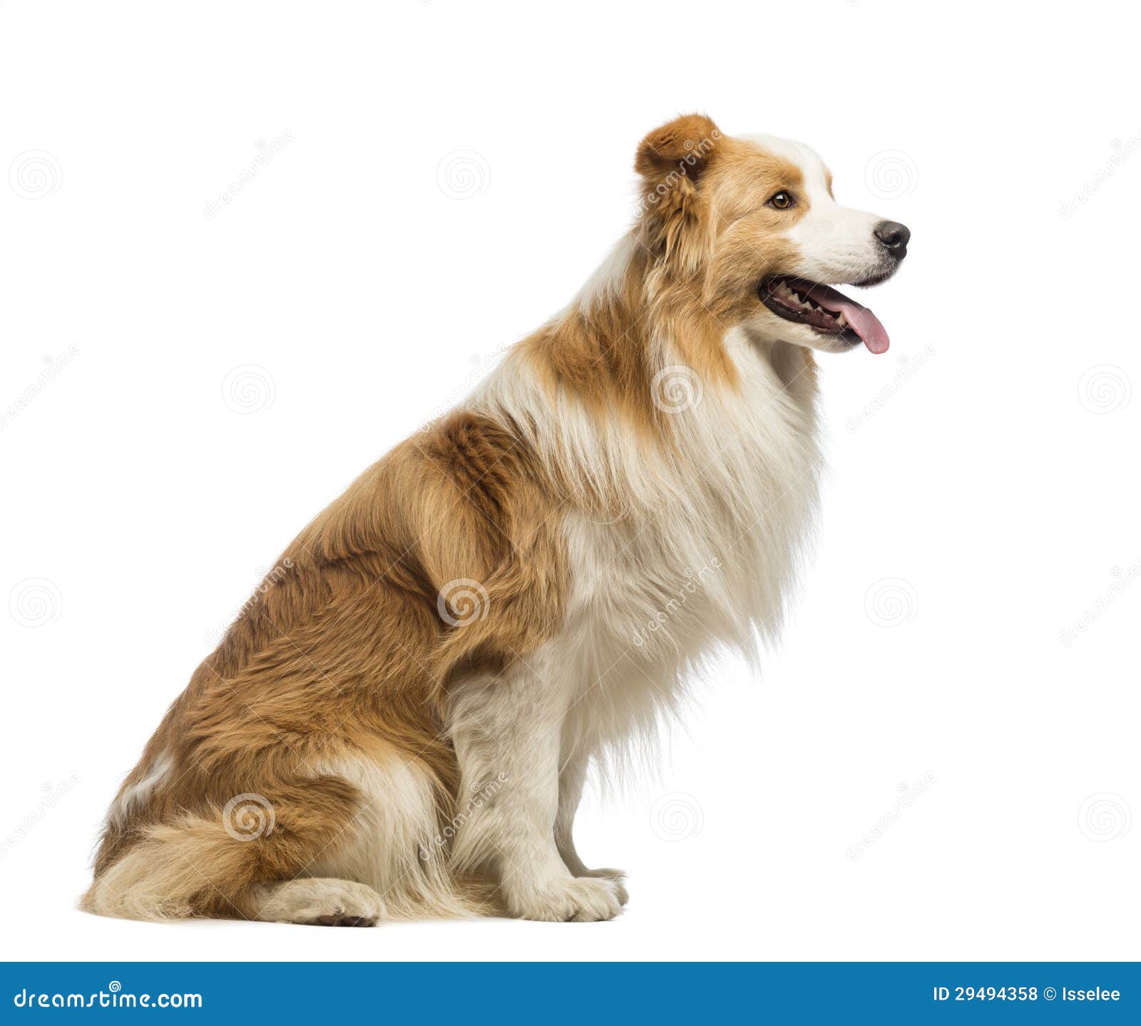 Side View Of A Border Collie, 1.5 Years Old, Sitting And Panting ...