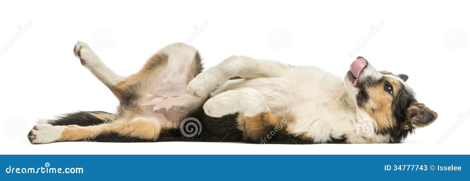 Side View of a Border Collie Lying on Its Back, Submissive Stock Image ...