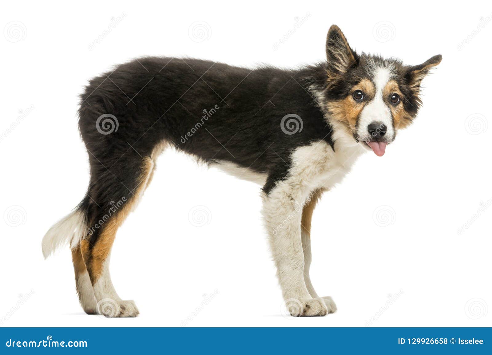 Side View of a Border Collie Making a Face, Isolated Stock Photo ...