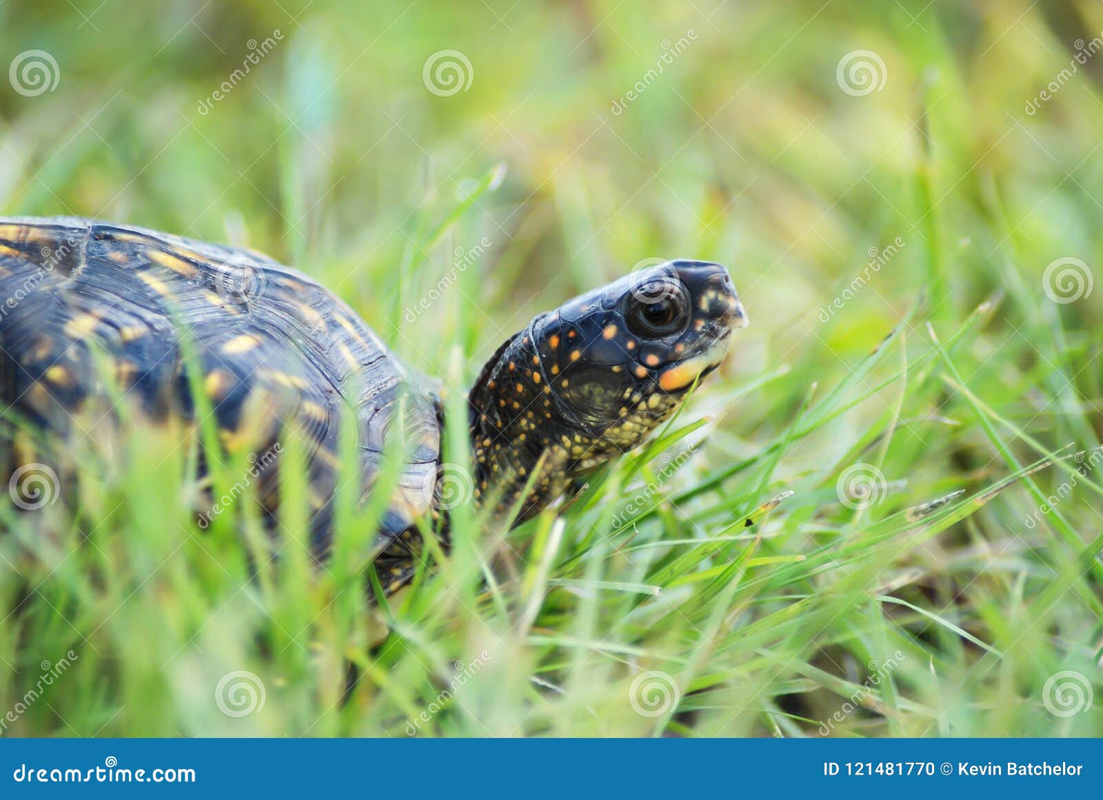 Box turtle side view stock photo. Image of portrait - 121481770