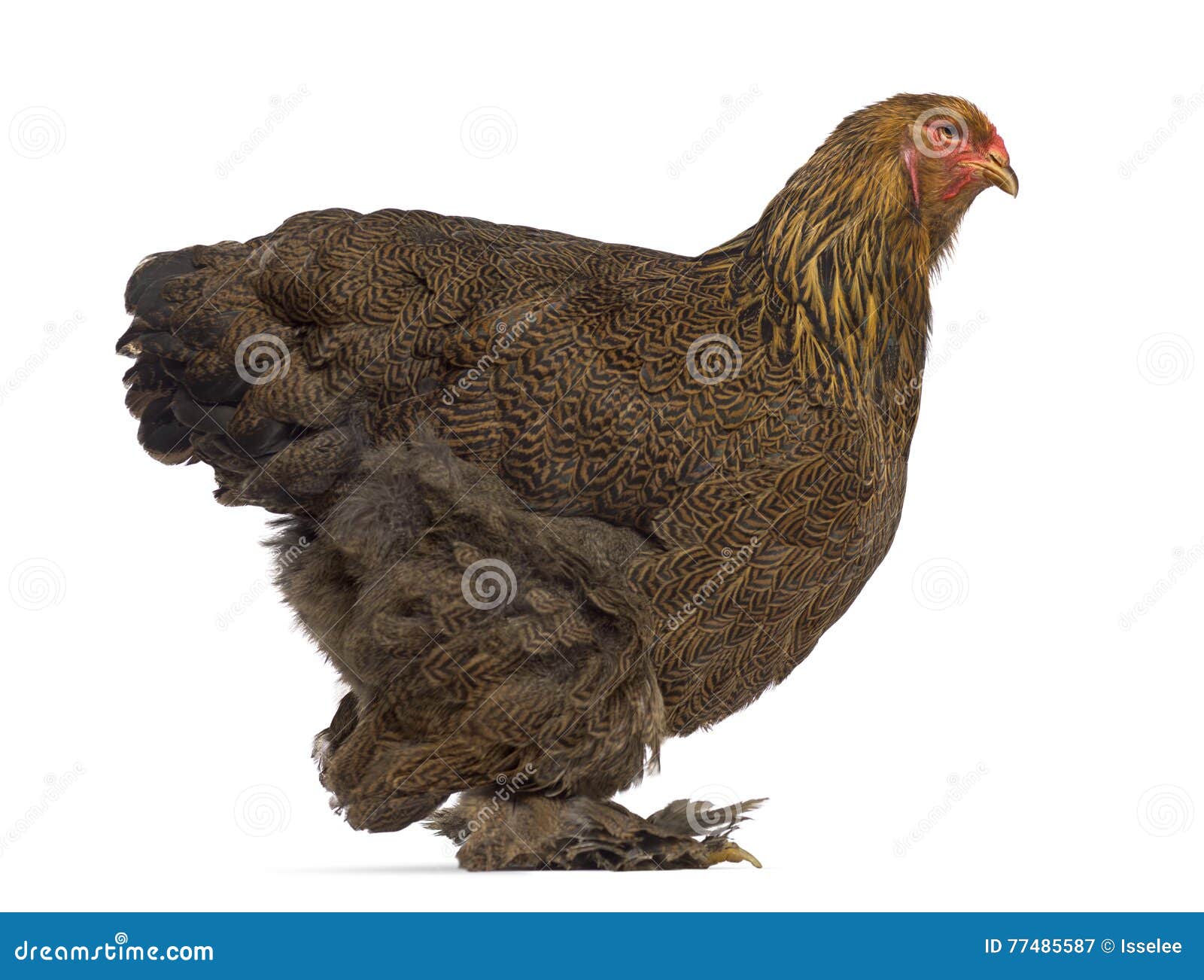 Side View of Brahma Chicken Stock Image - Image of chicken, view: 77485587