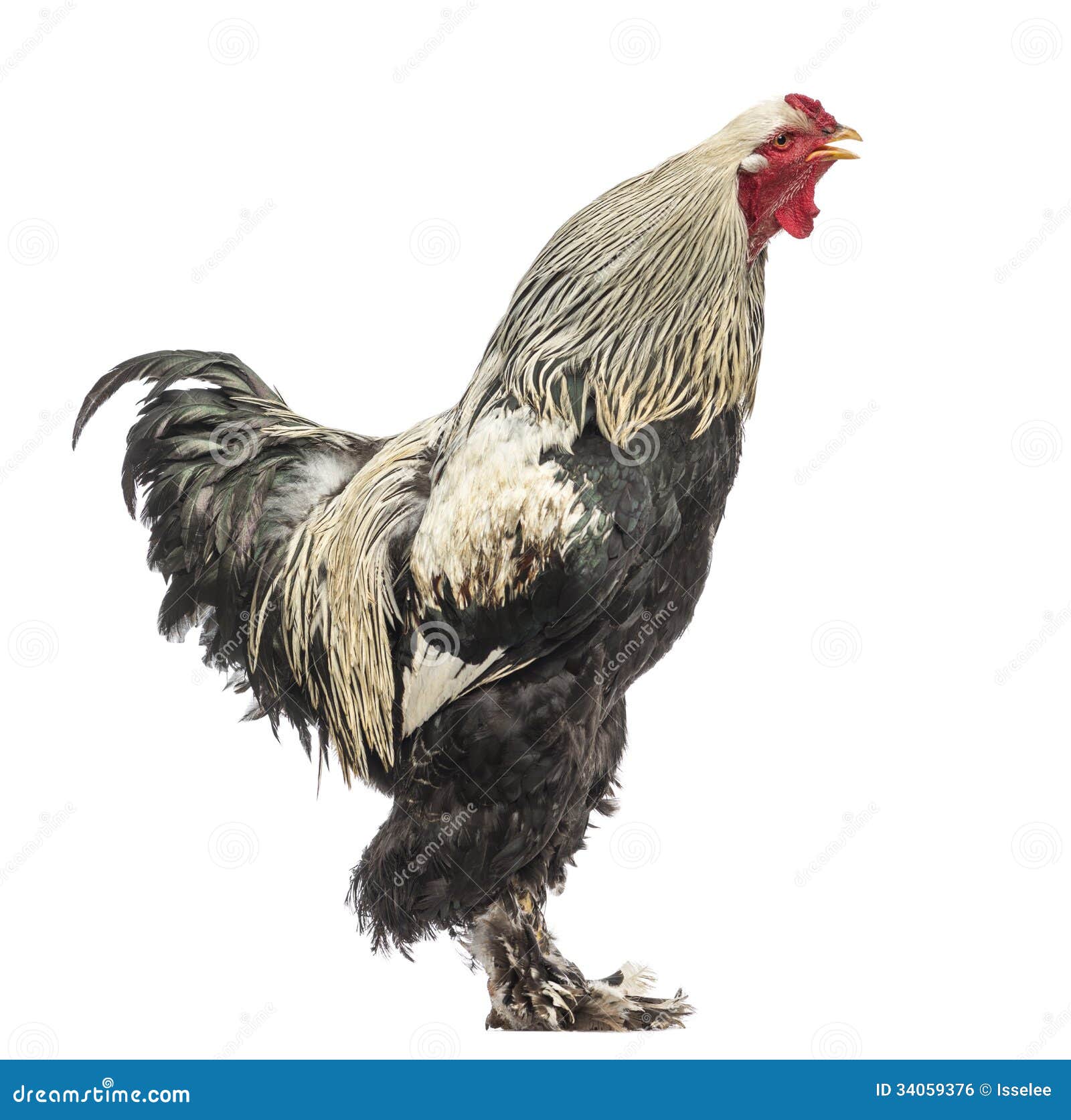 Side View of a Brahma Rooster Crowing Stock Photo - Image of shot, side ...