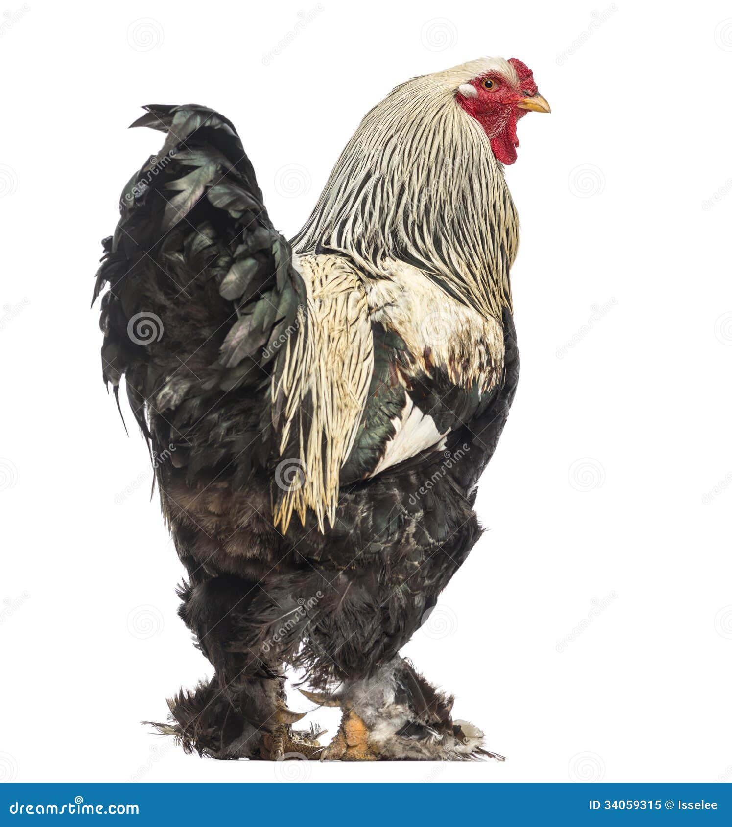 Side View of a Brahma Rooster, Isolated Stock Image - Image of view ...