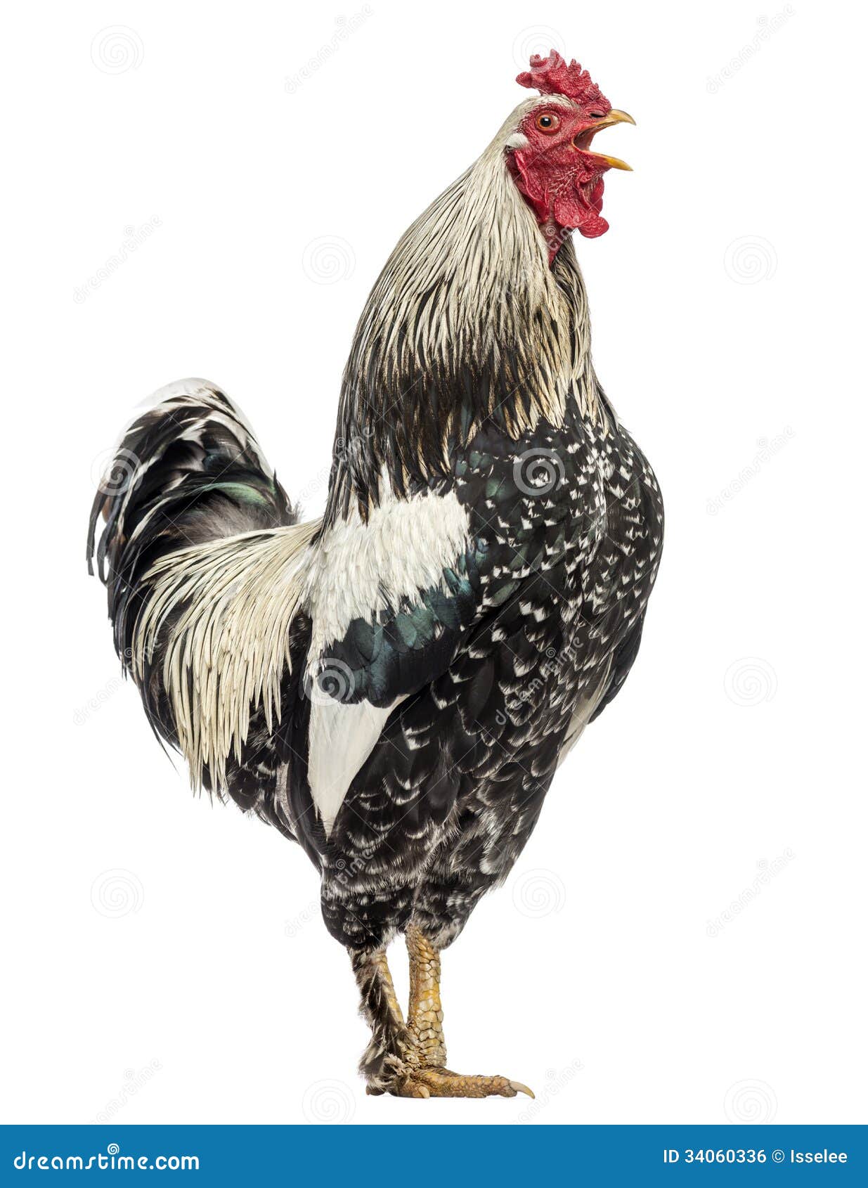 Side View of a Brahma Rooster, Isolated Stock Photo - Image of bird ...