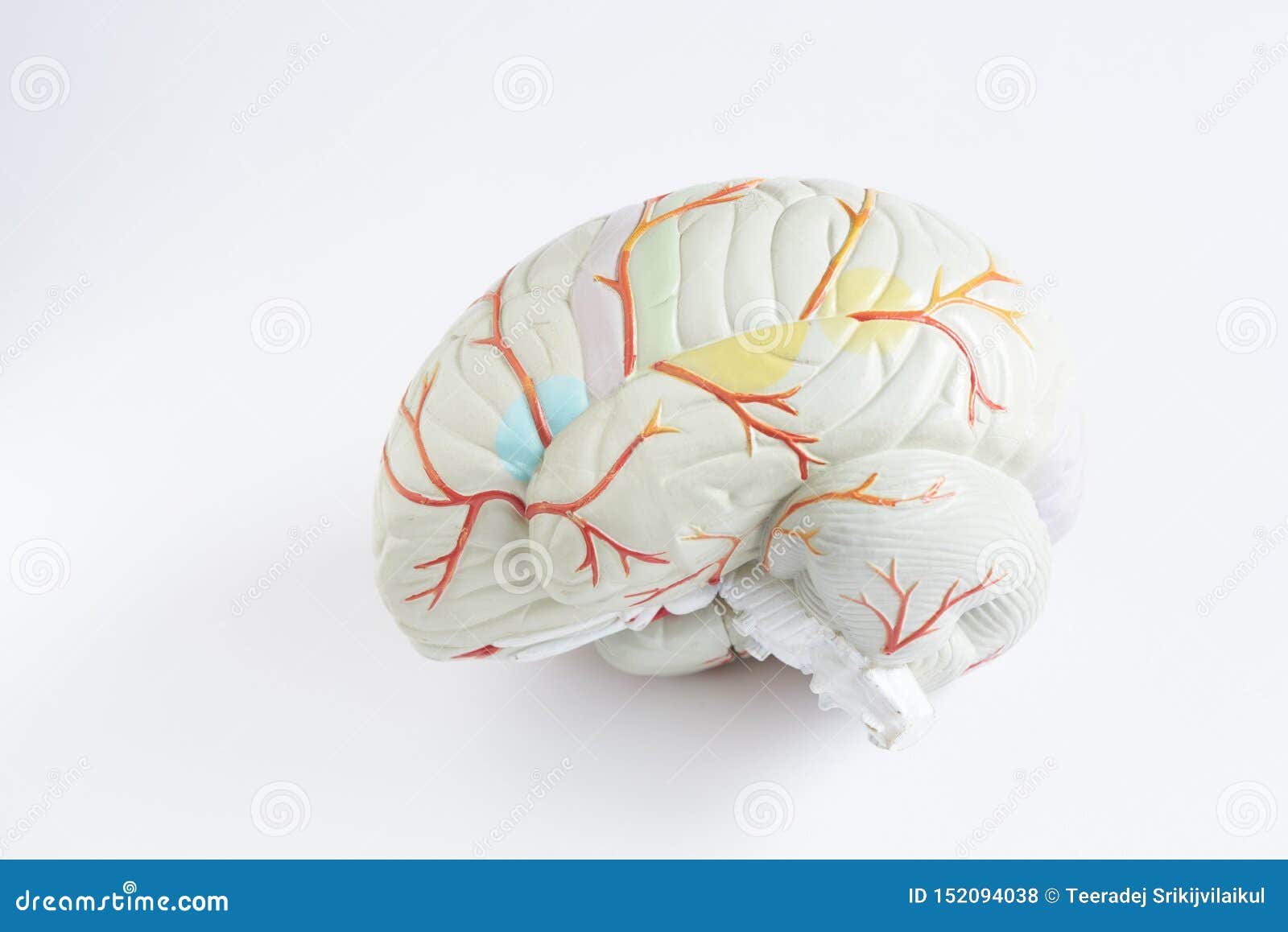 Side View of Brain Model on White Background Stock Photo - Image of ...