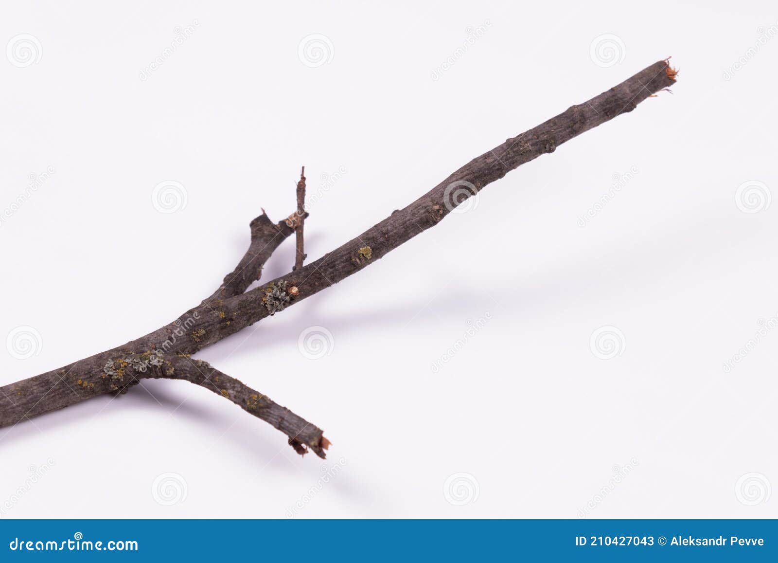Side View of a Branch that Lies Diagonally Stock Image - Image of wood ...