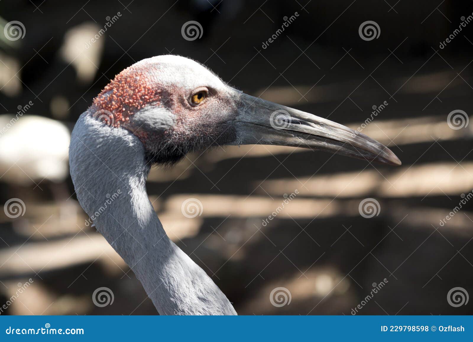 This is a Side View of a Brogla Stock Photo - Image of beak, avian ...