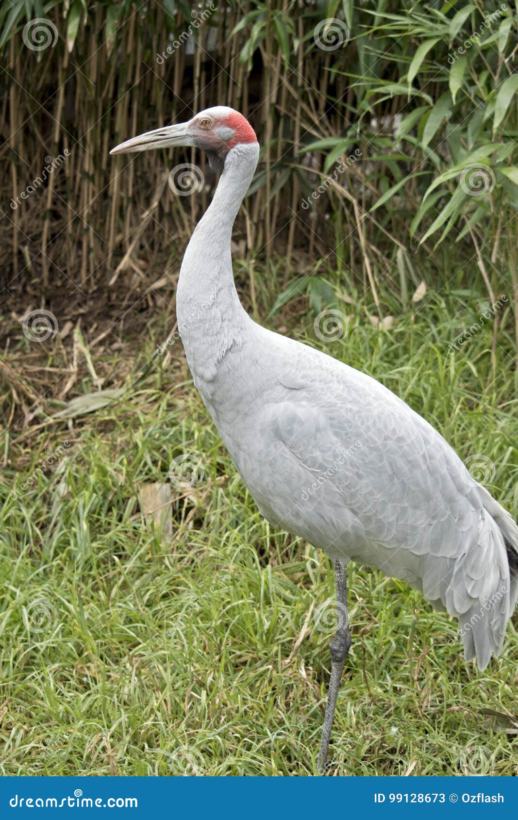Brolga stock image. Image of view, orange, standing, tall - 99128673