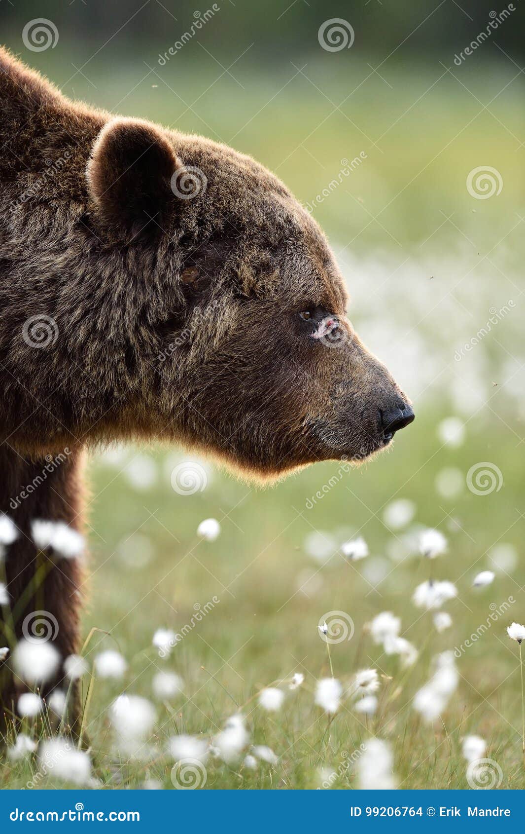 Side view of brown bear stock photo. Image of arctos - 99206764