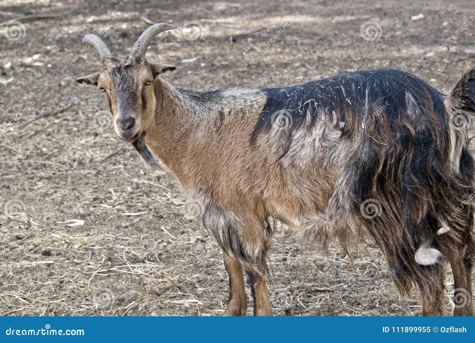 Goat side view stock image. Image of horns, animal, farm - 111899955
