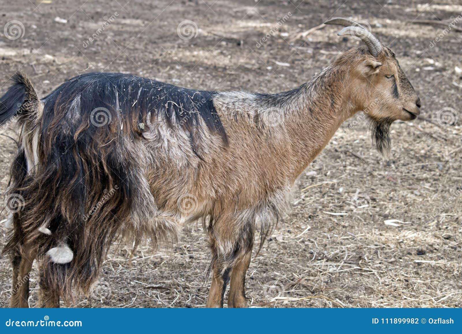 Goat side view stock photo. Image of brown, close, horns - 111899982