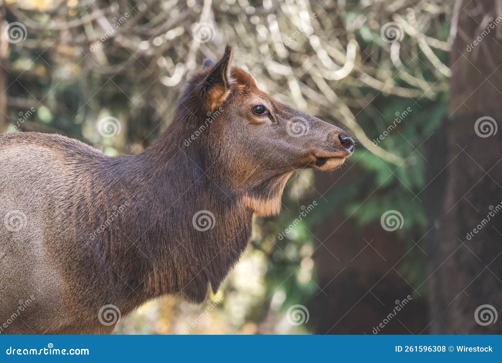 Side view of a brown elk stock photo. Image of wildlife - 261596308