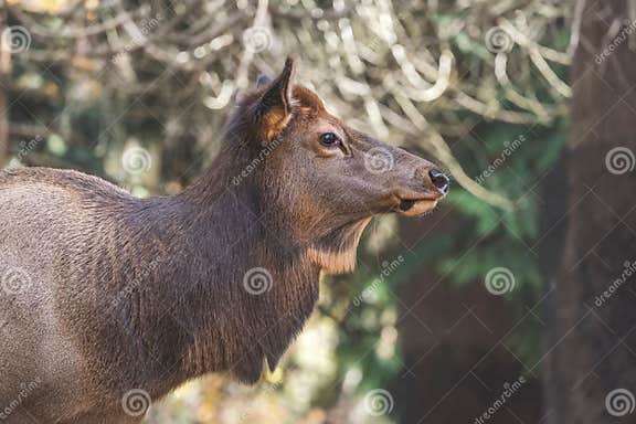 Side view of a brown elk stock photo. Image of wildlife - 261596308