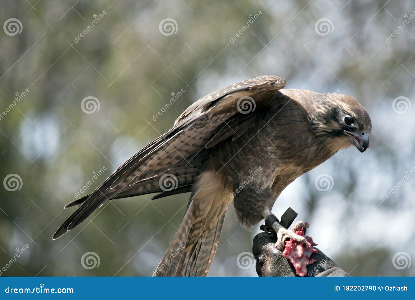 This is a Side View of a Brown Falcon Stock Photo - Image of outdoor ...