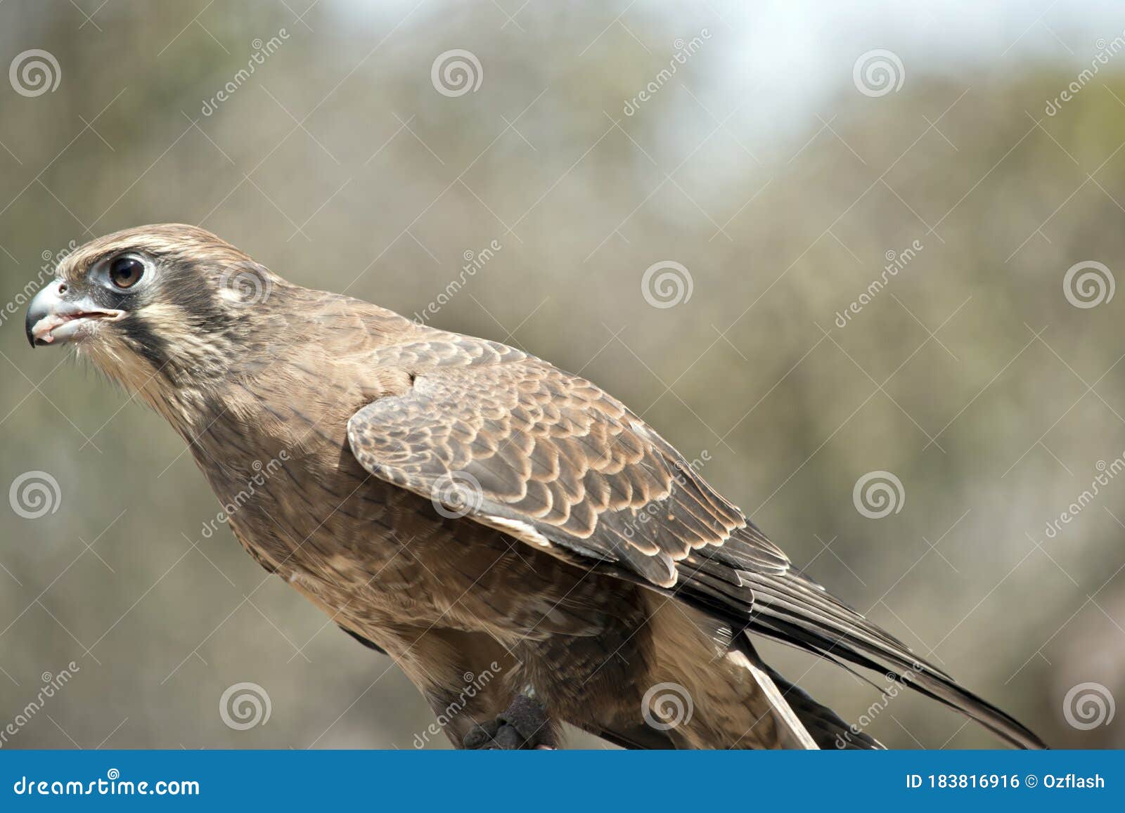 This is a Side View of a Brown Falcon Stock Photo - Image of brown ...