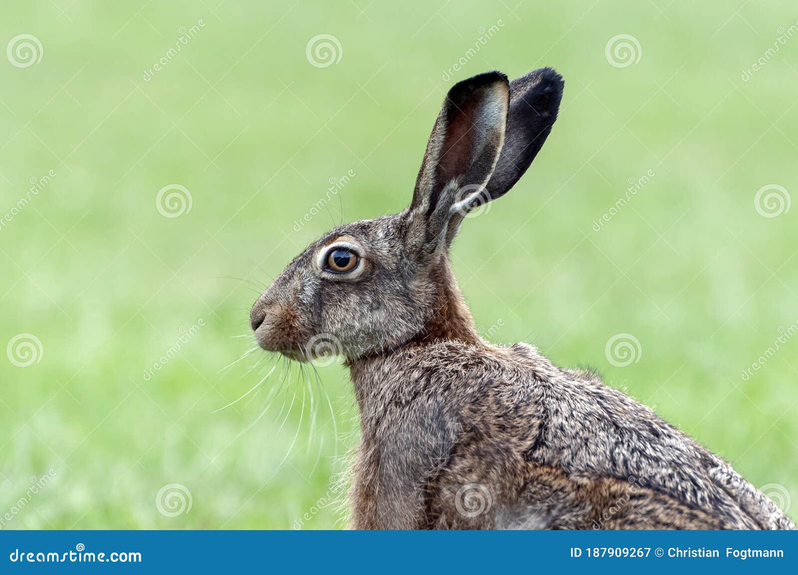Side view of a brown hare stock image. Image of heat - 187909267