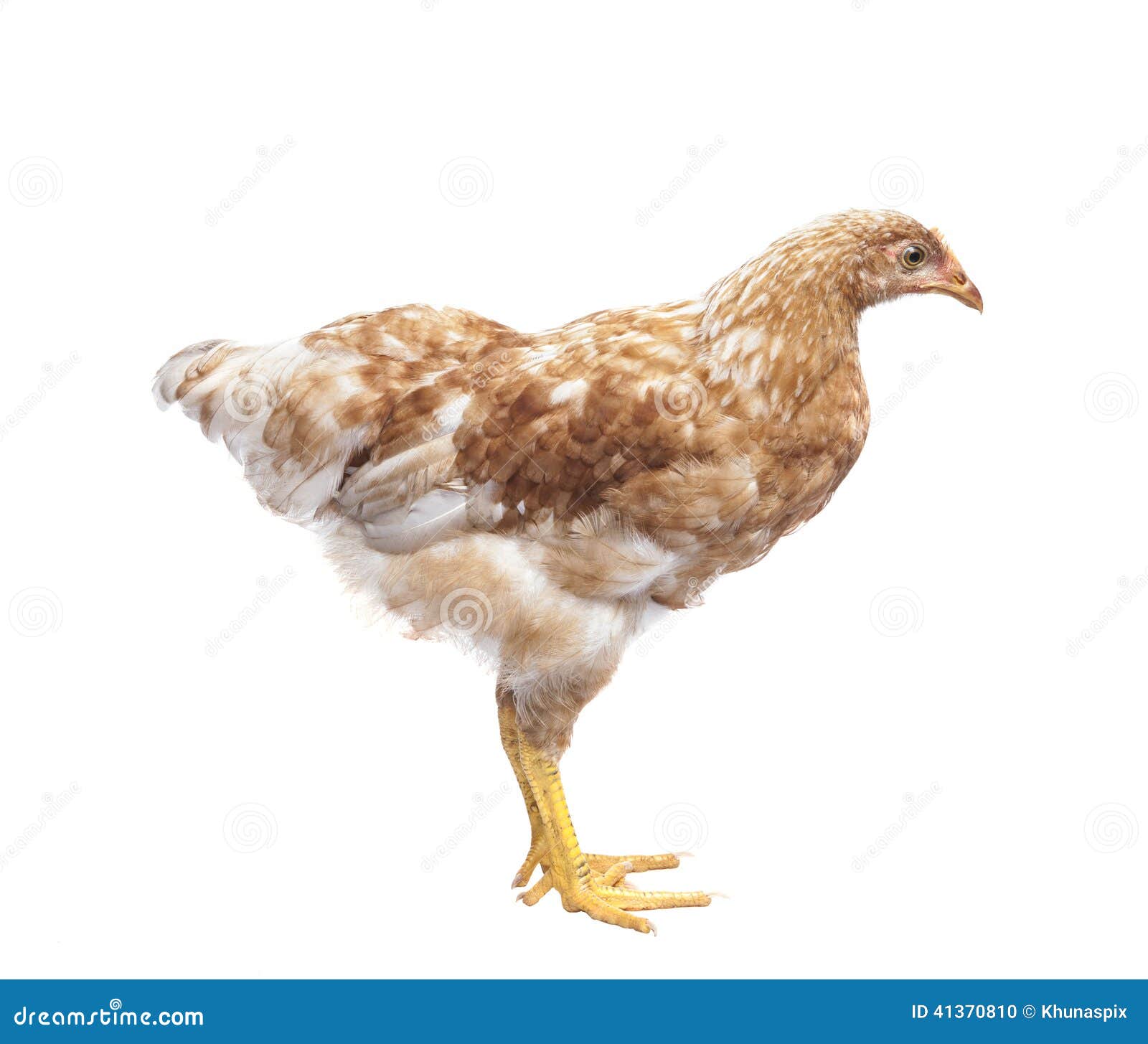 3,923 Small Little Brown Hen Stock Photos - Free & Royalty-Free Stock ...