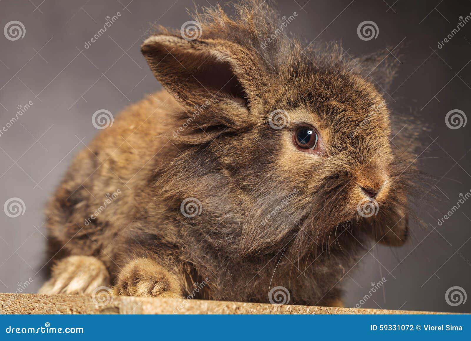 Side View of a Brown Lion Head Rabbit Bunny Sitting Stock Photo - Image ...