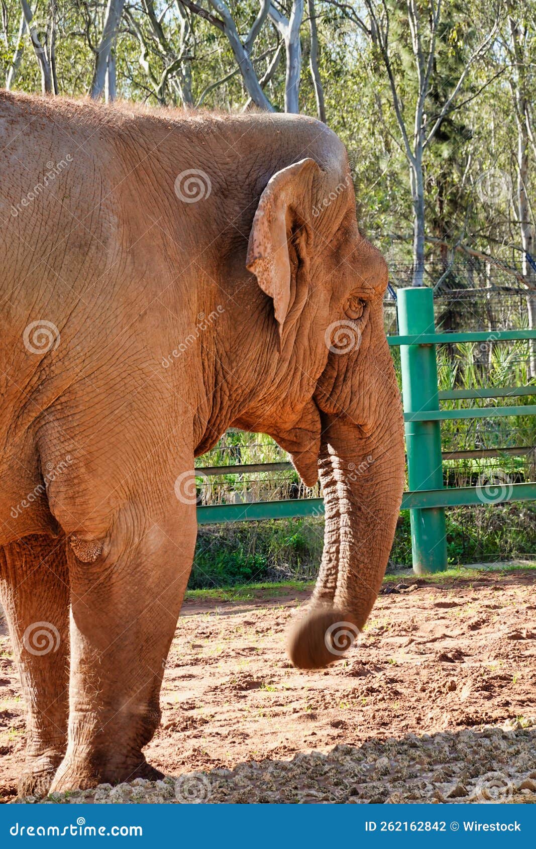 Side View of a Brown Old Asian Elephant Standing Outside Under a Bright ...