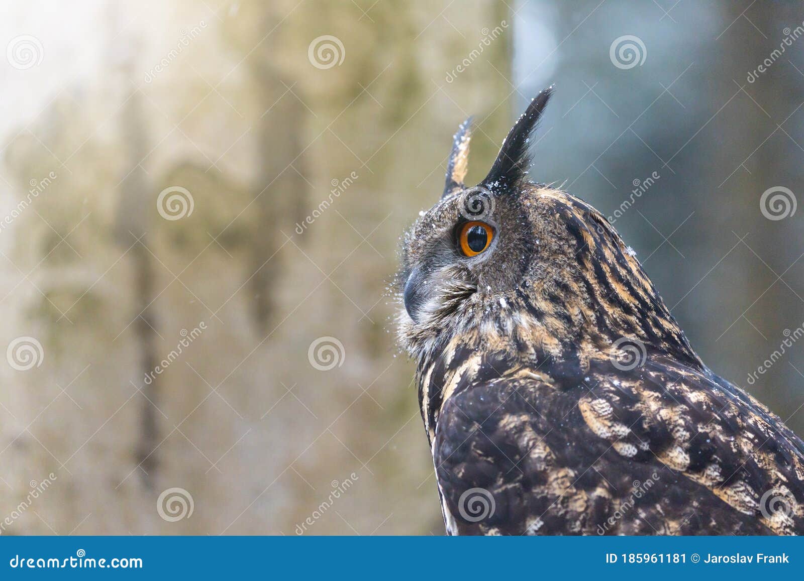 Side View of Brown Owl Closeup Stock Image - Image of great, portrait ...