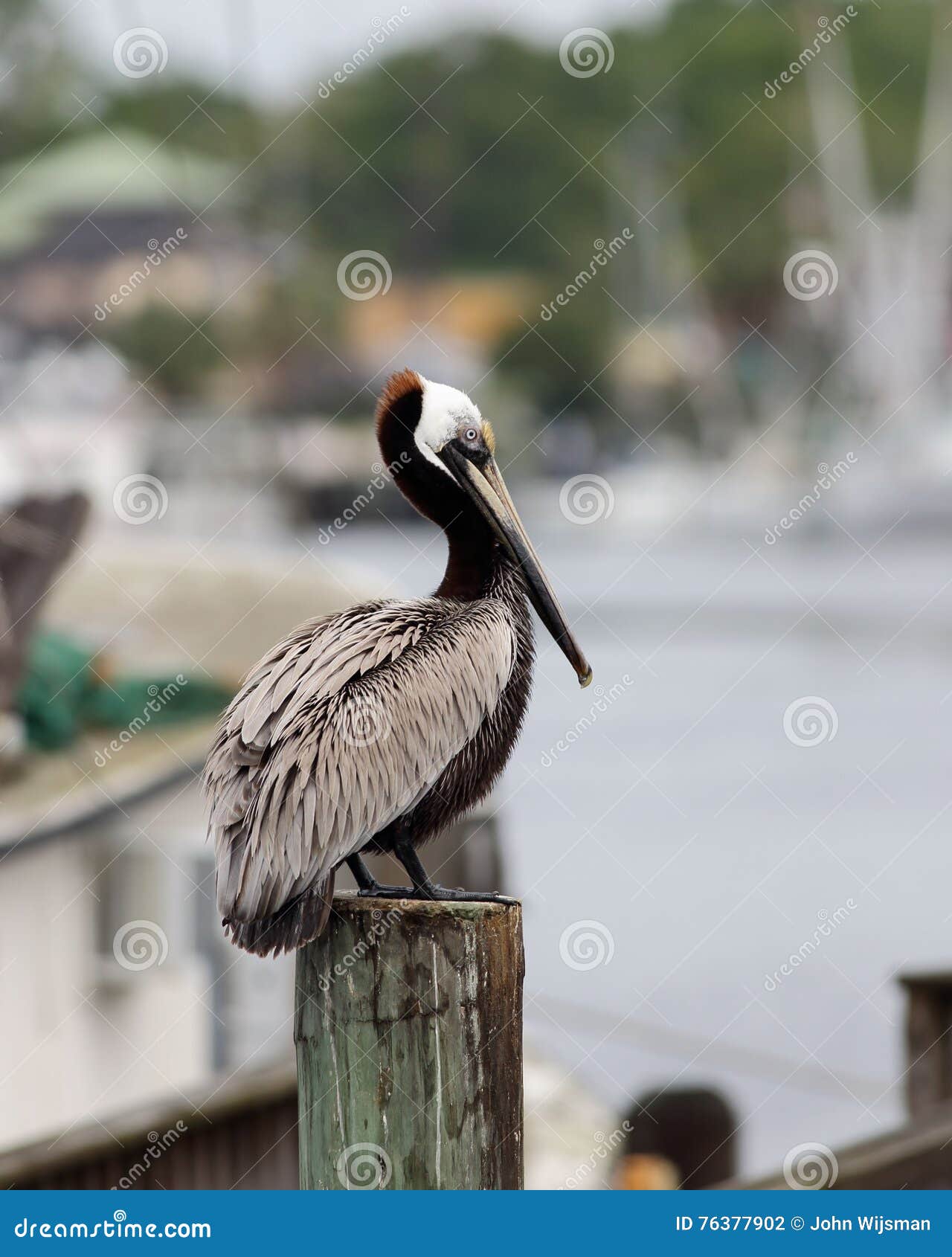 Side View of a Brown Pelican Sitting on a Post Stock Photo - Image of ...