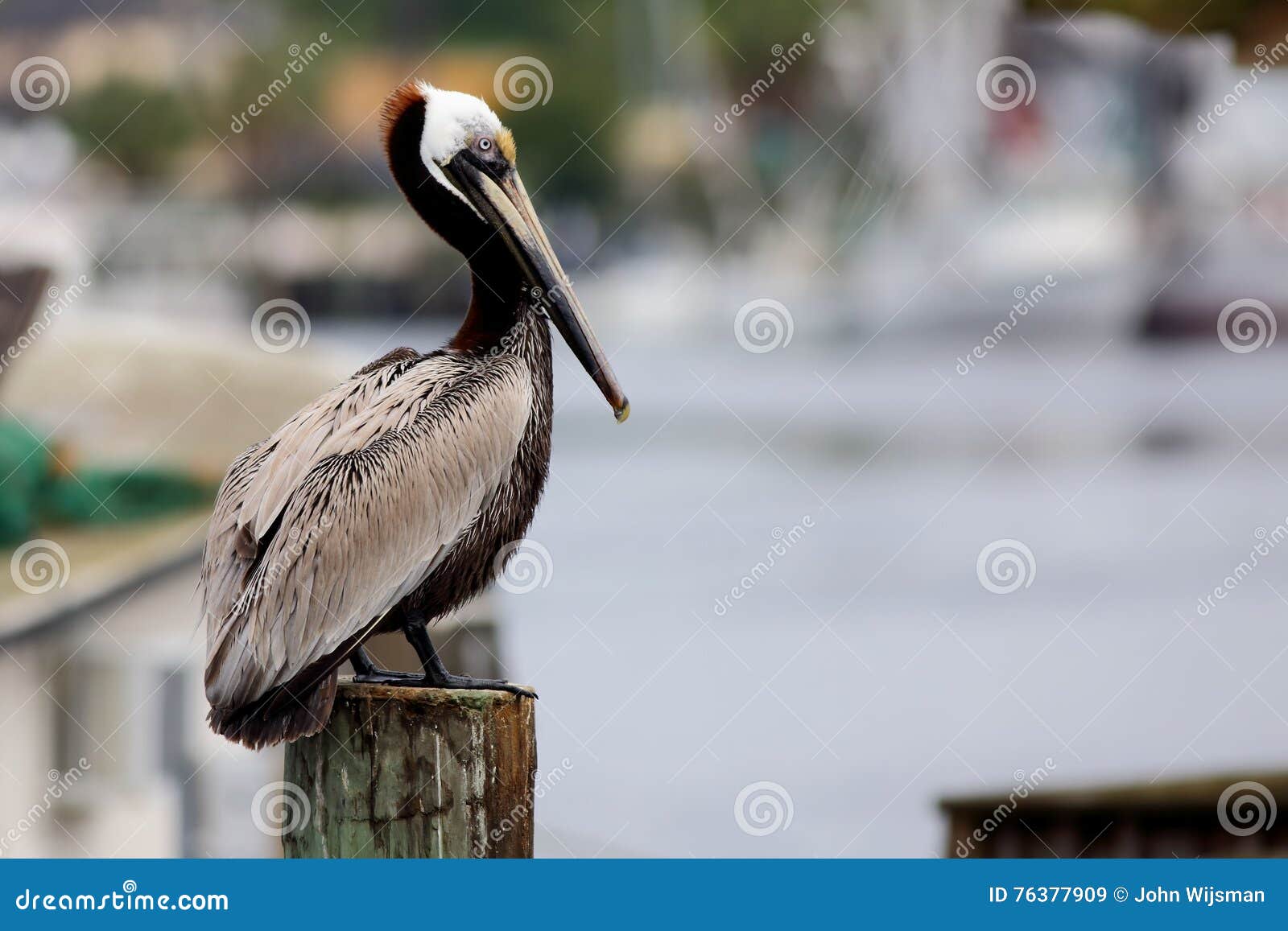 Side View of a Brown Pelican Sitting on a Post Stock Image - Image of ...