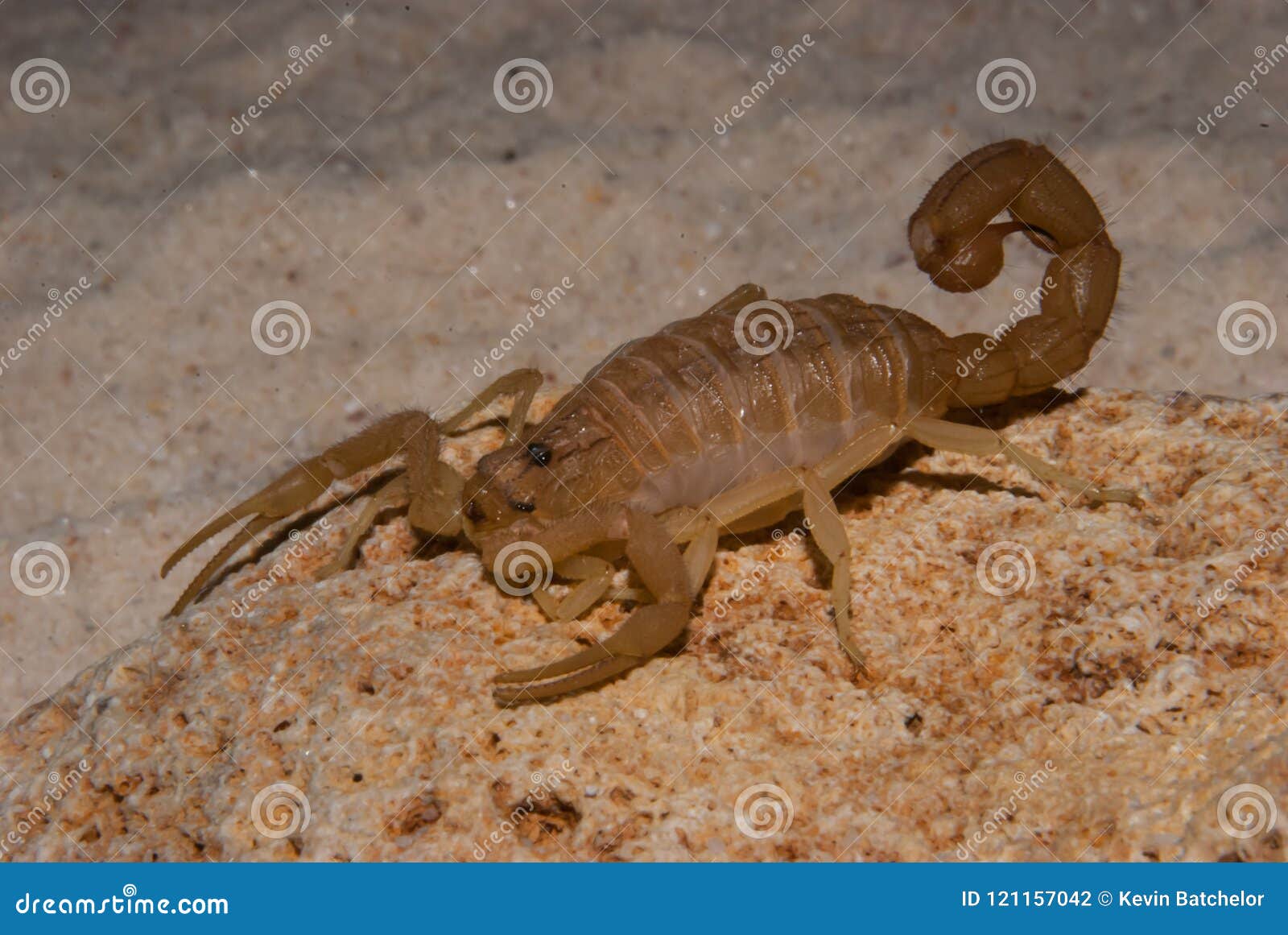 Brown Scorpion stock photo. Image of inverts, claws - 121157042