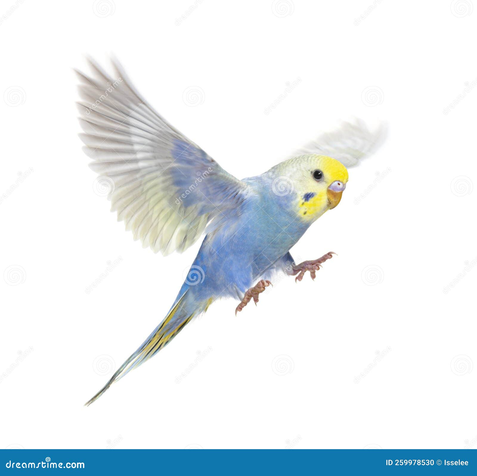 Side View of Budgerigar Bird Flying, Blue Rainbow Colloration,isolated ...