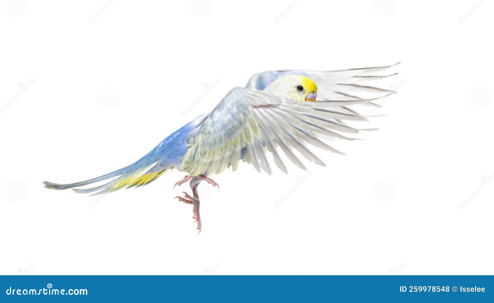 Side View of Budgerigar Bird Flying, Blue Rainbow Colloration,isolated ...