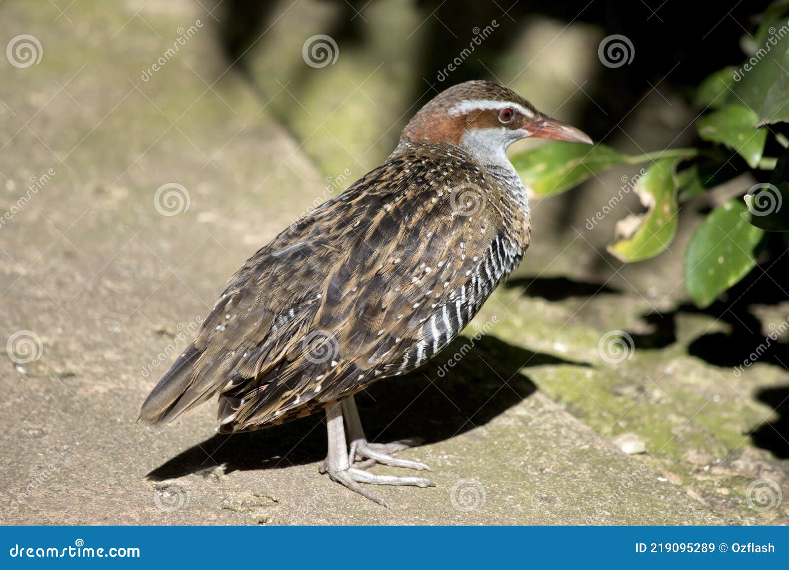 Buff-banded Rail Bird Foraging On Grass In Western Australia Stock ...