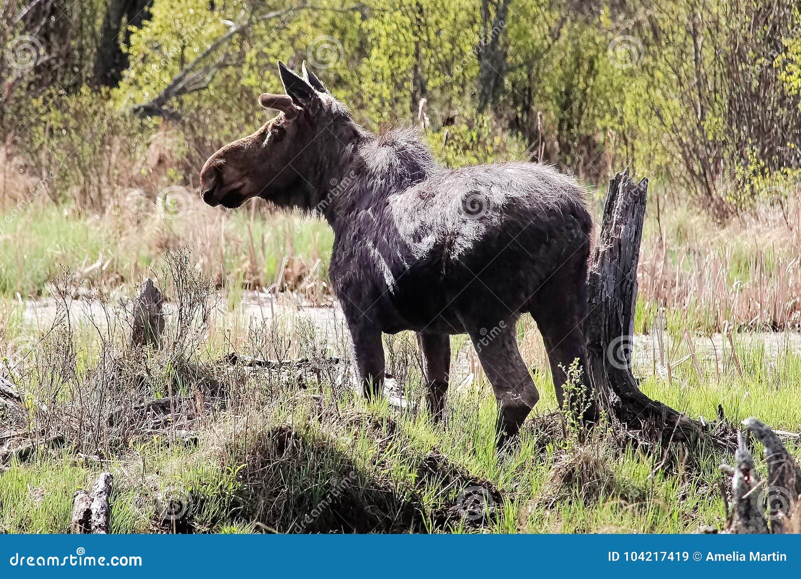 Moose Side View Stock Photos - Download 196 Royalty Free Photos