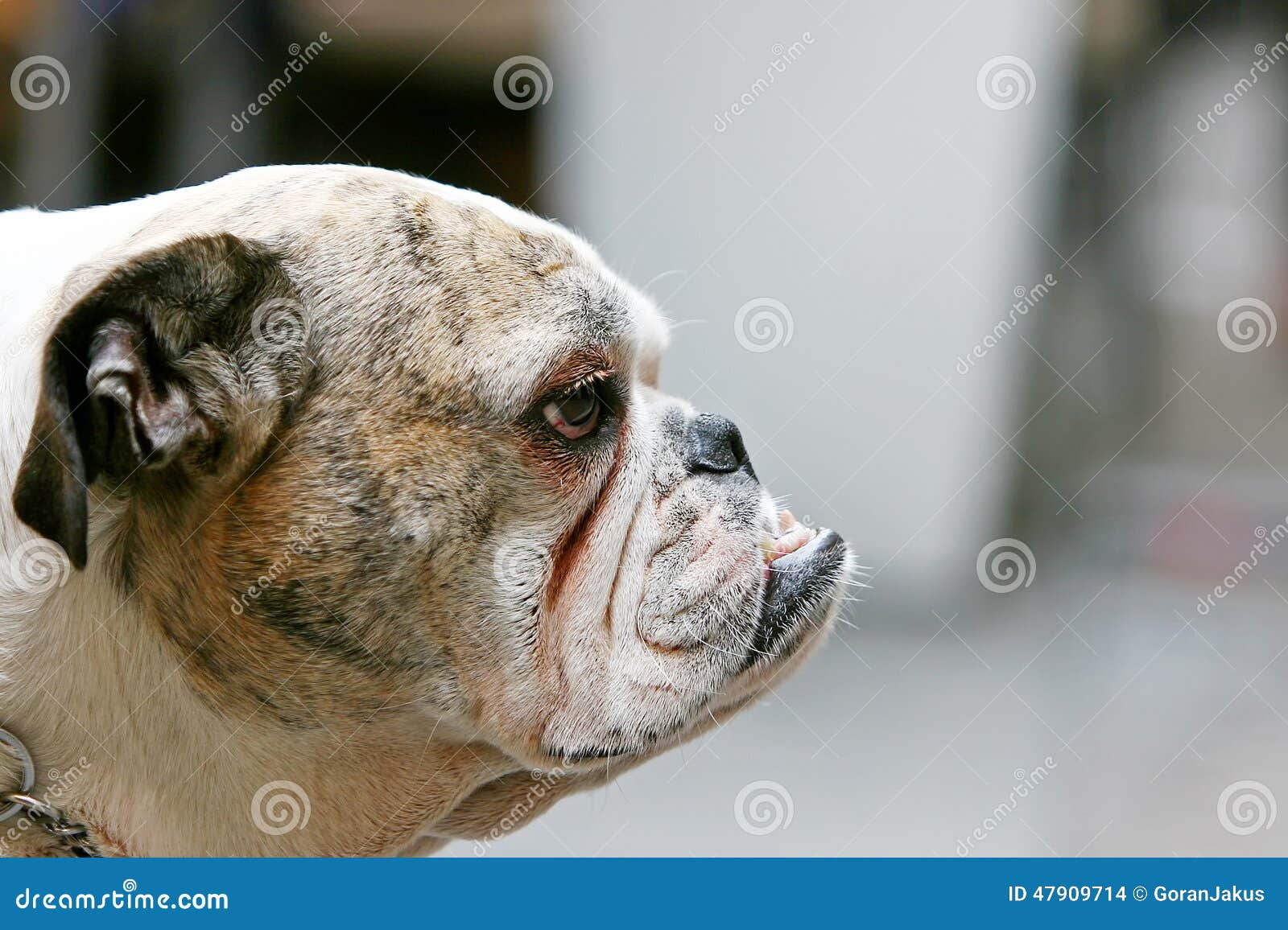 Side view of bulldog stock photo. Image of color, mammal - 47909714