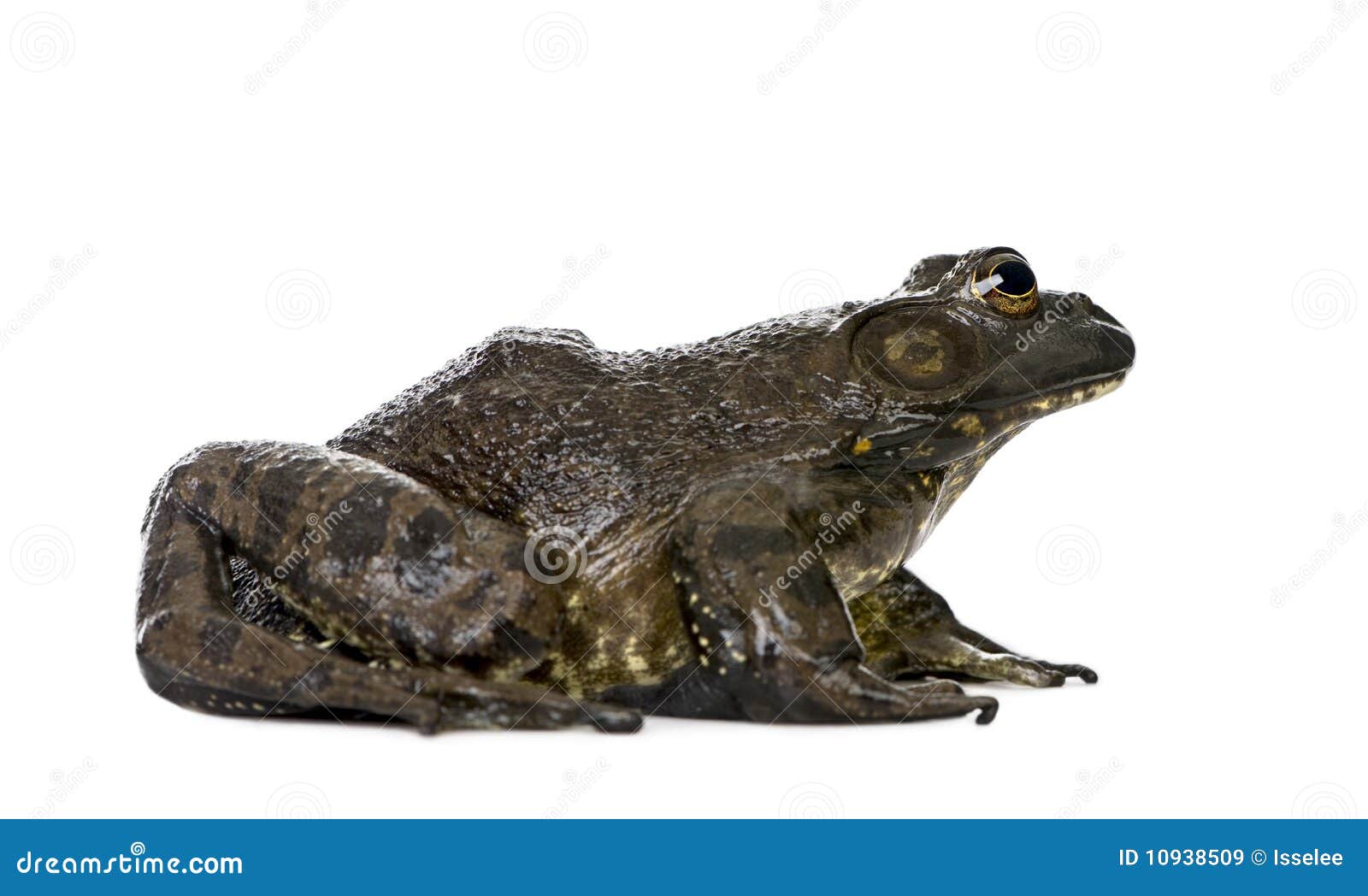 Side View of Bullfrog Against White Background Stock Image - Image of ...