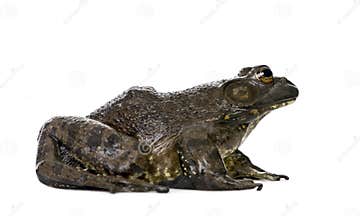 Side View of Bullfrog Against White Background Stock Image - Image of ...