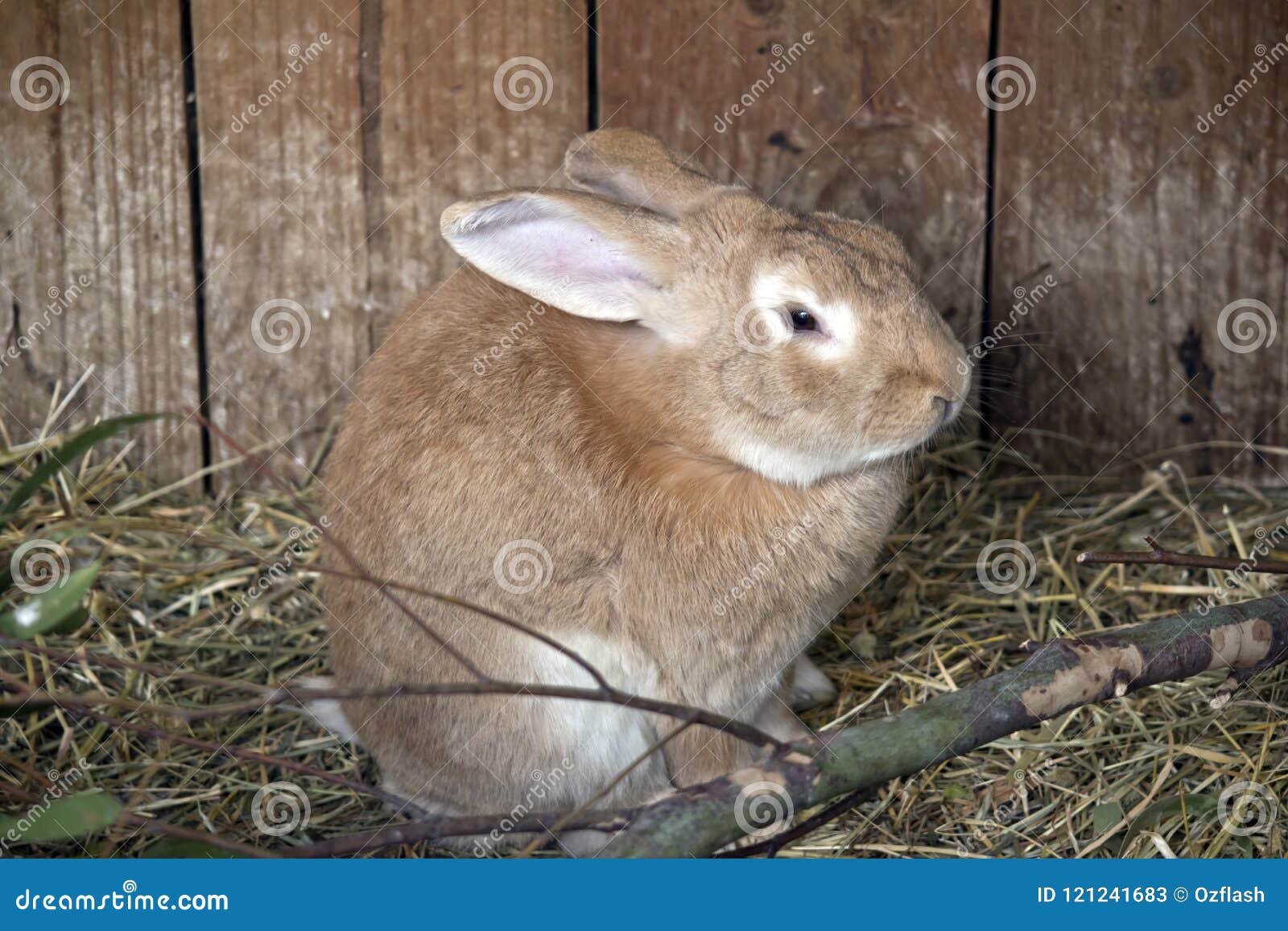 An Easter bunny stock image. Image of white, animal - 121241683