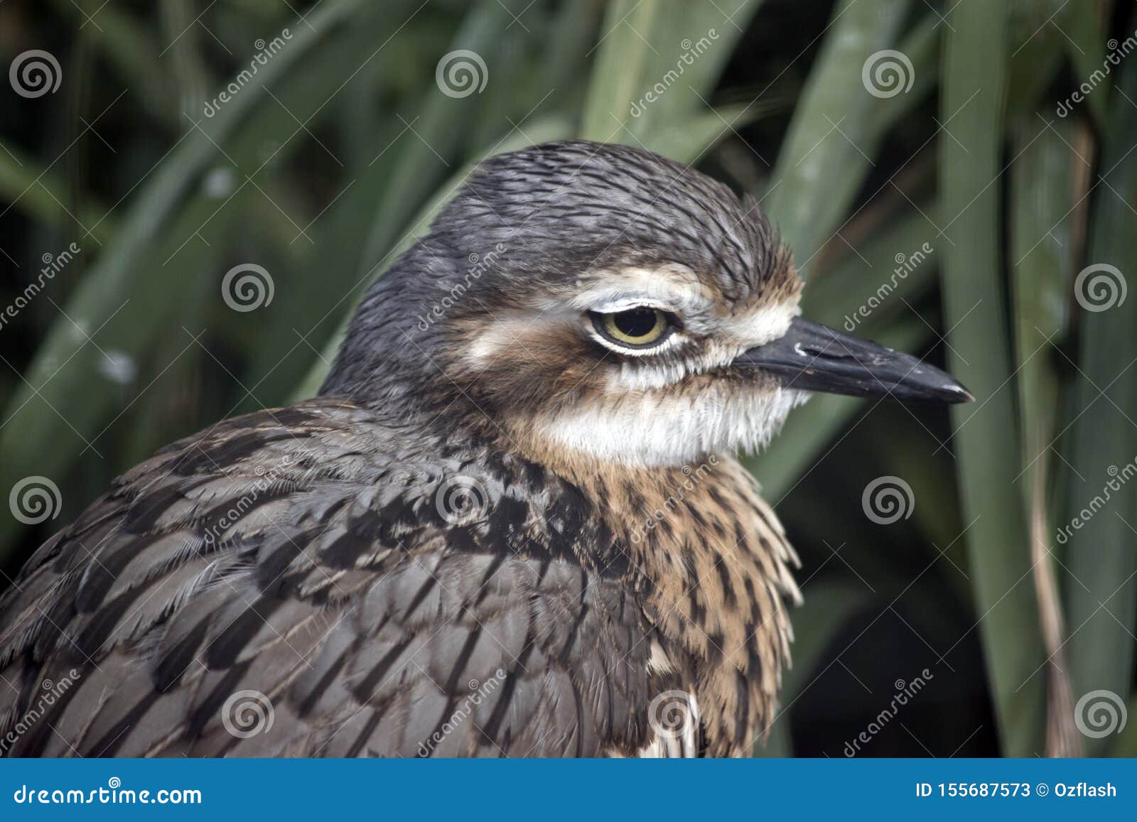 This is a Side View of a Bush Stone Curlew Stock Image - Image of ...