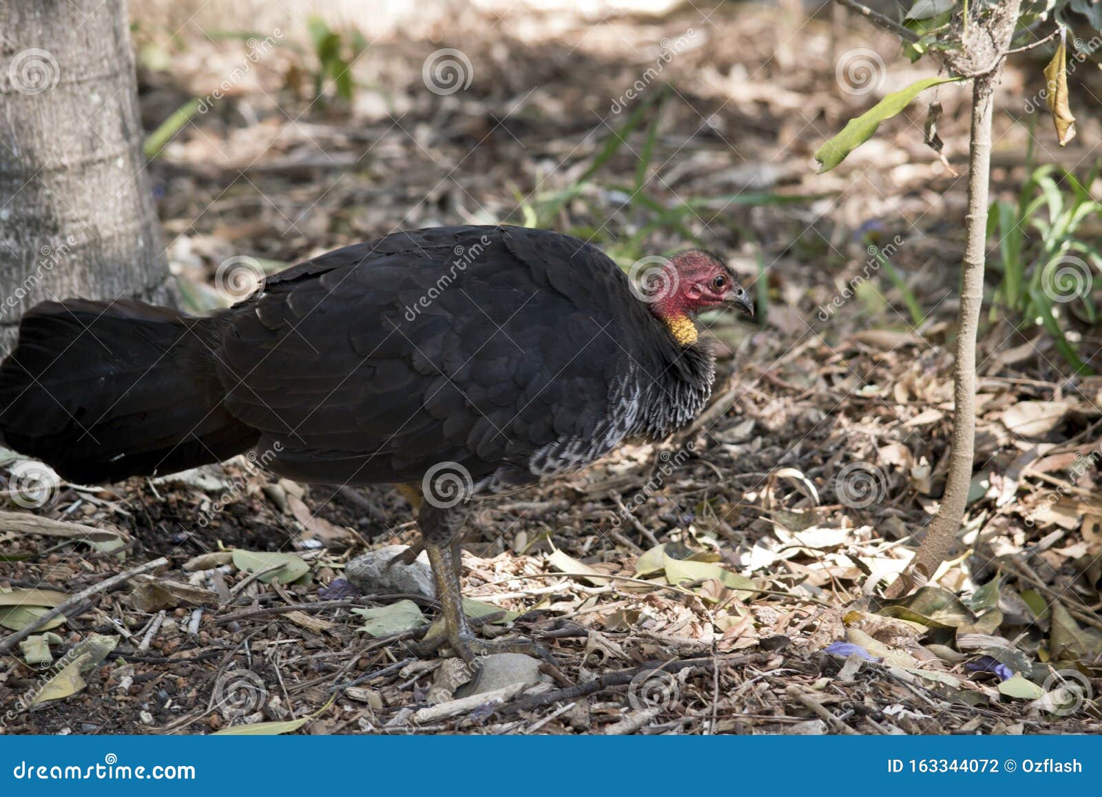 This is a Side View of a Bush Turkey Stock Photo - Image of nature ...